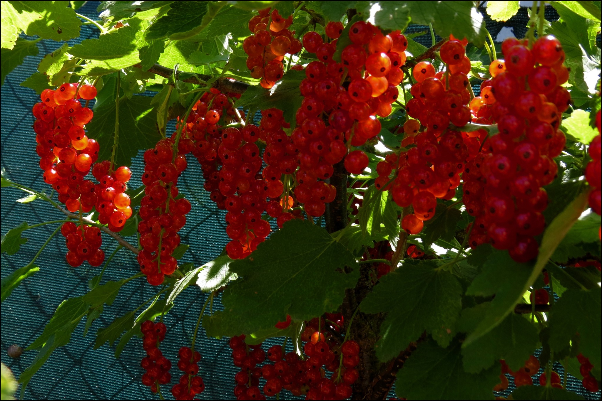 Demnächst: Ribisel-Ernte! - Simmering