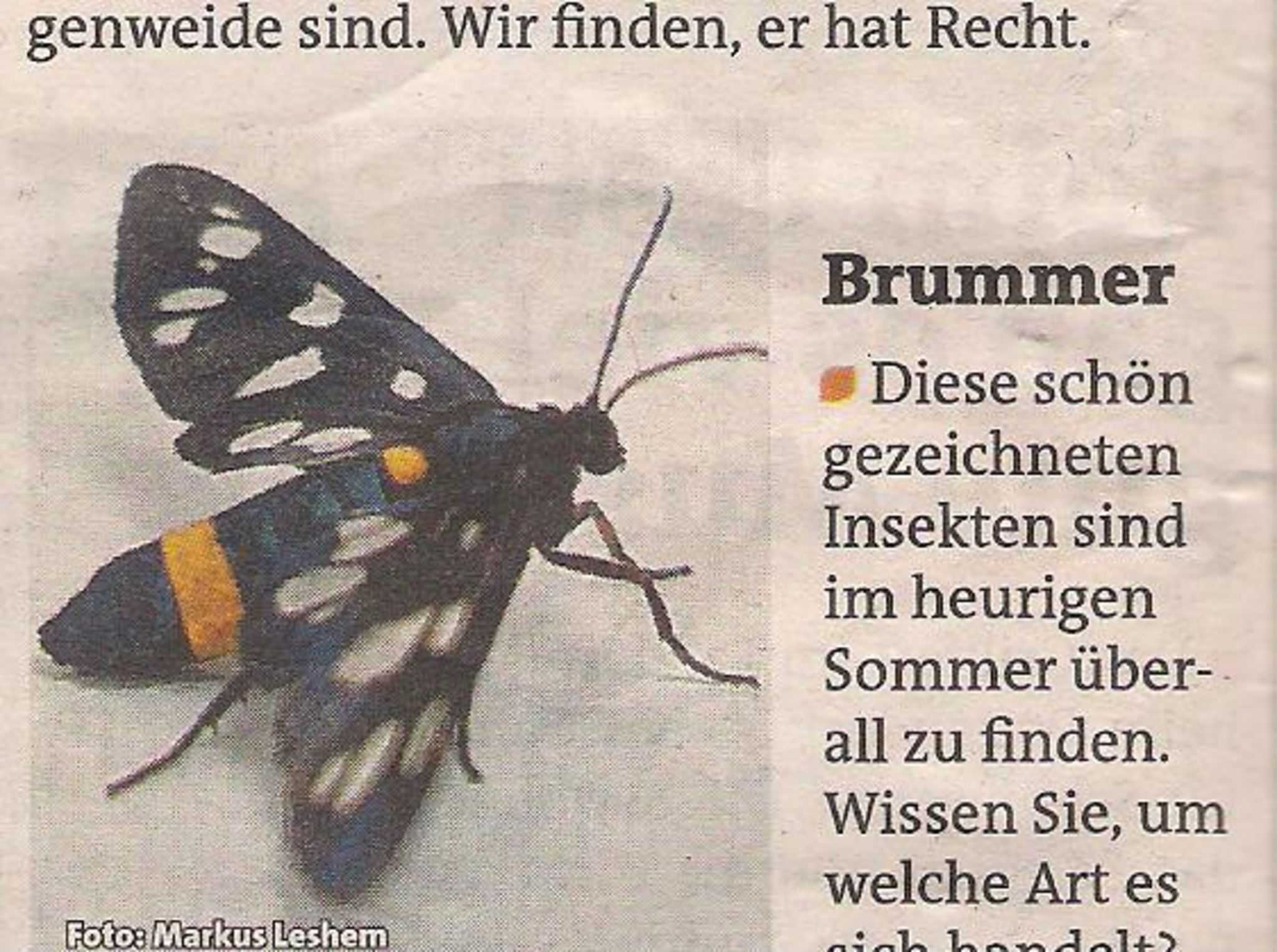 Wie heißt dieses Insekt ? Foto von Markus Leshem - Steinfeld