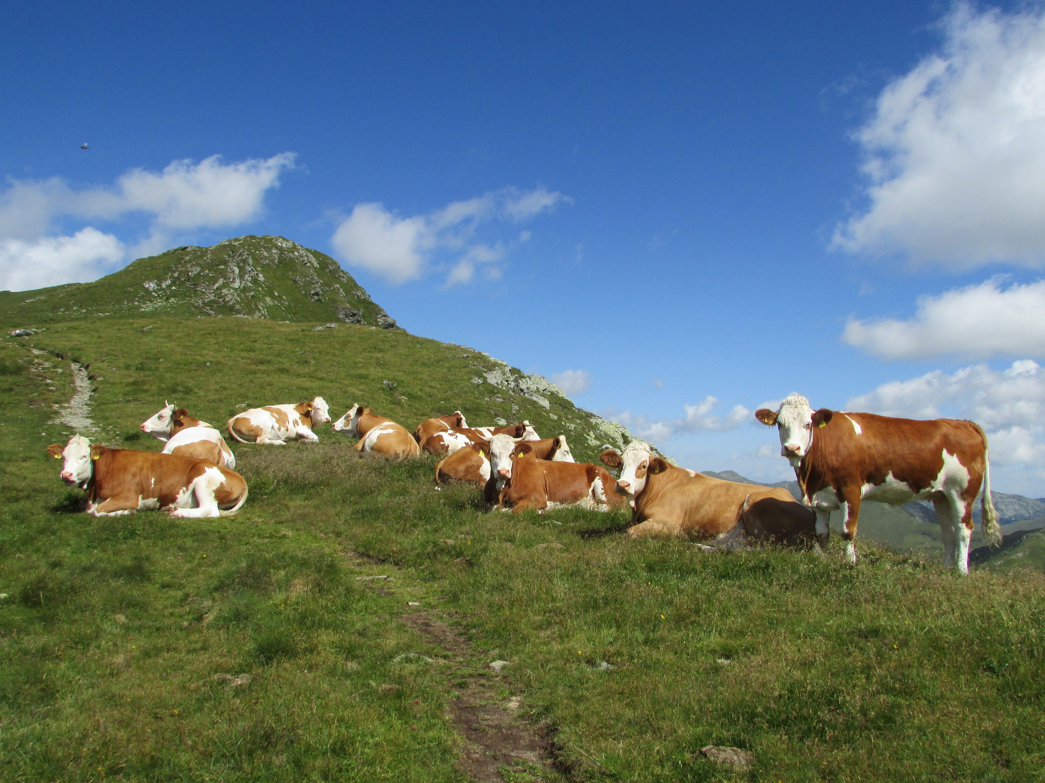 Fleckvieh - Rinder auf der Alm - Feldkirchen