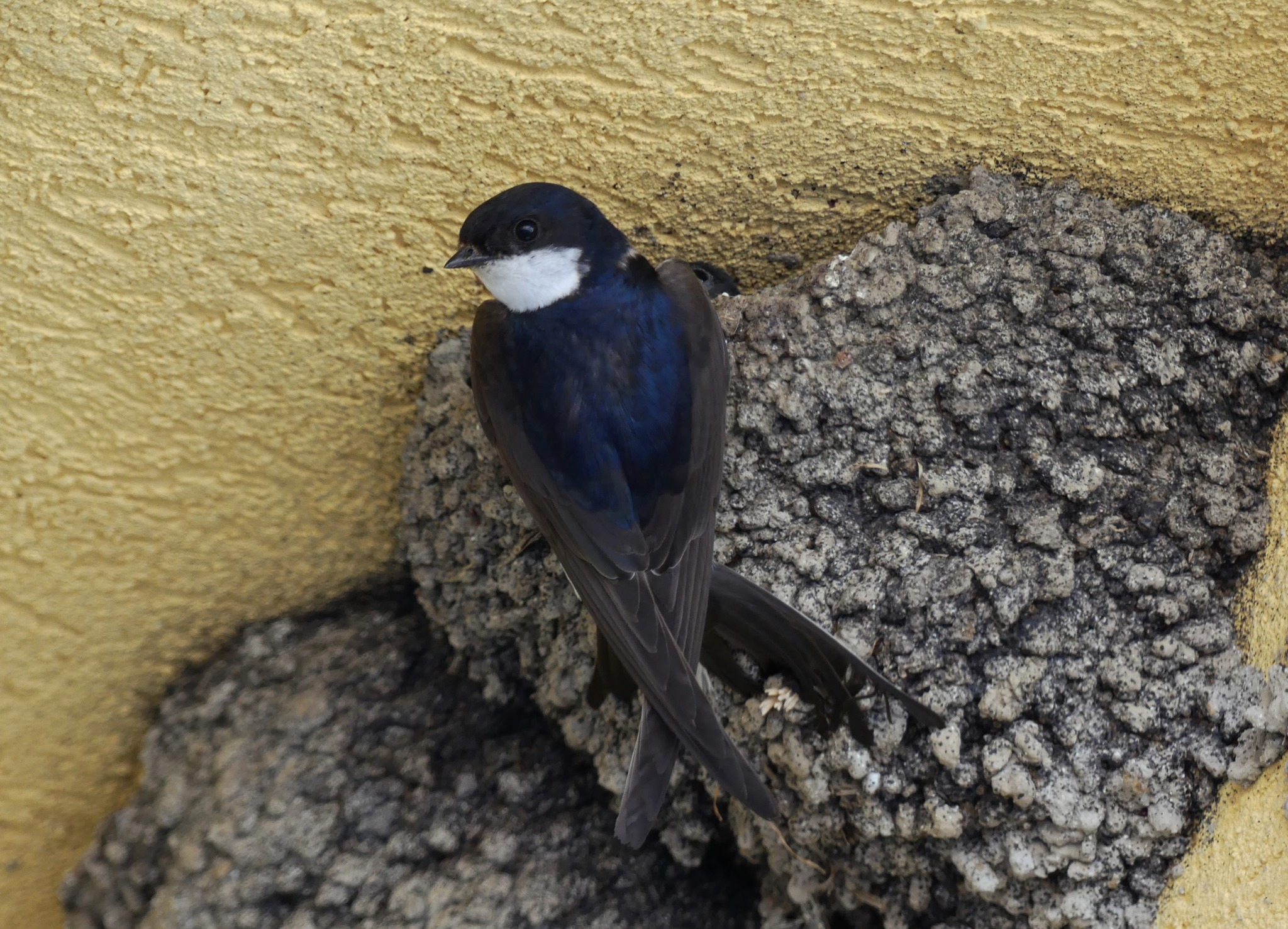 Schwalbe am Nest (1) - Neubau