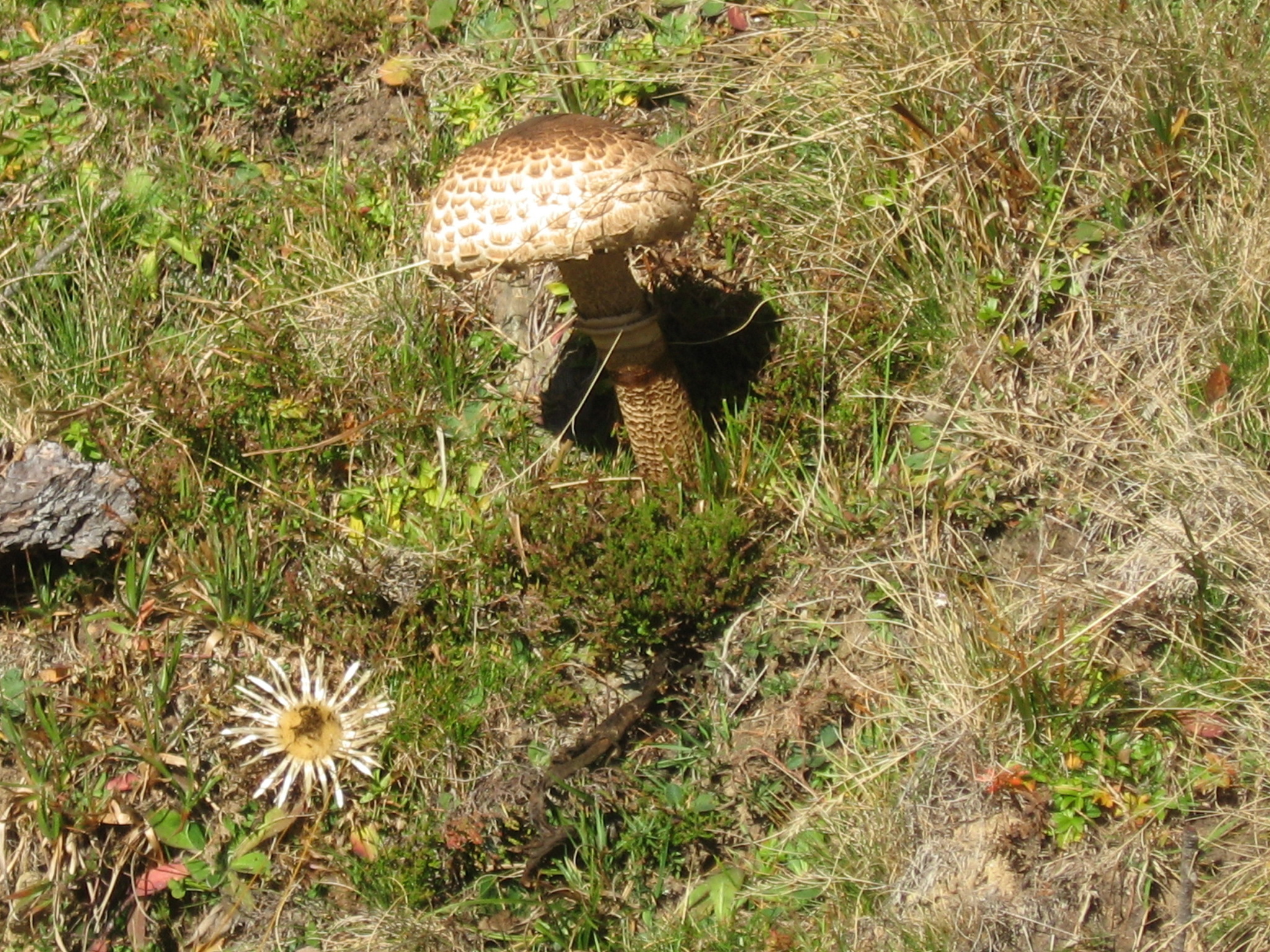 Ein Stockerl - Villach Land