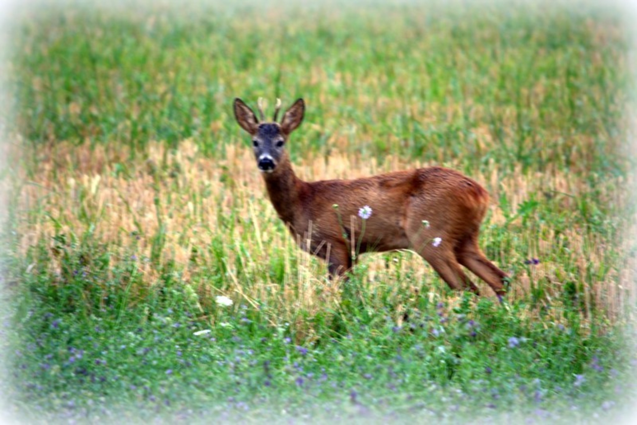 Ich bin kein scheues Reh! - Eisenstadt