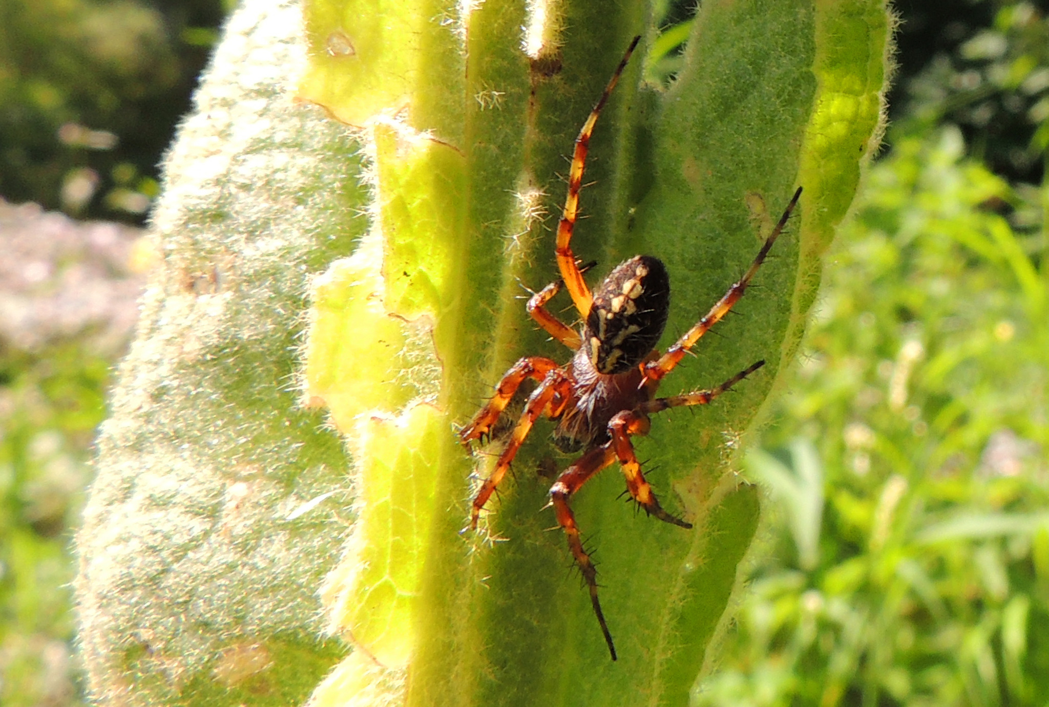 Das Männchen der Eichblatt-Radspinne - Lungau