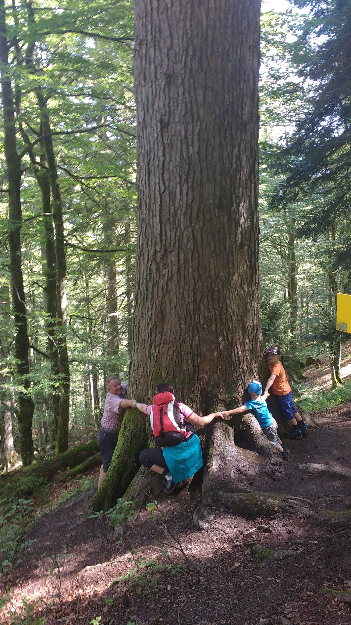 Urwald - Baum in St. Martin, Spiess-Alm - Tennengau