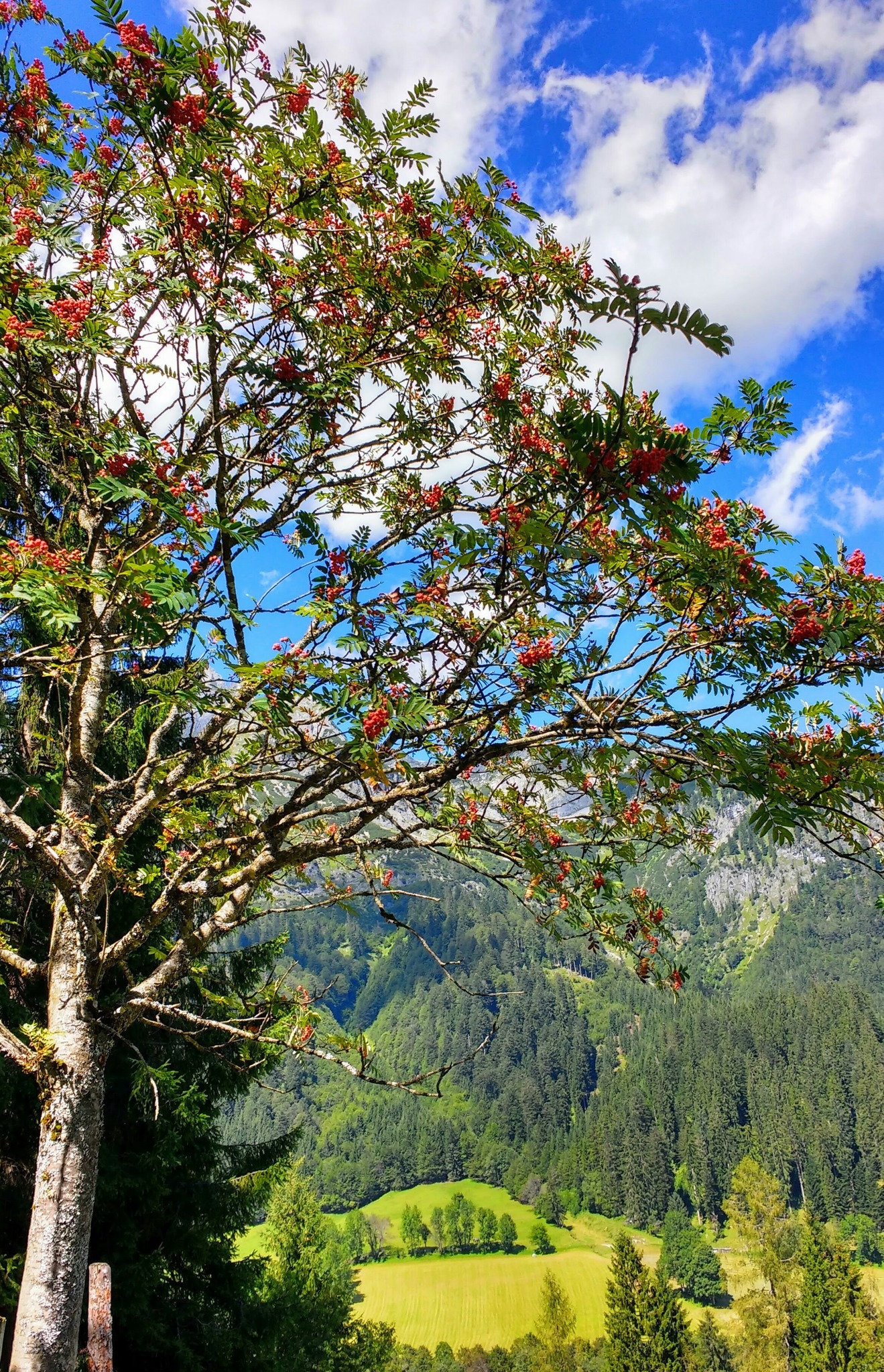 Vogelbeer-Baum... - Tennengau