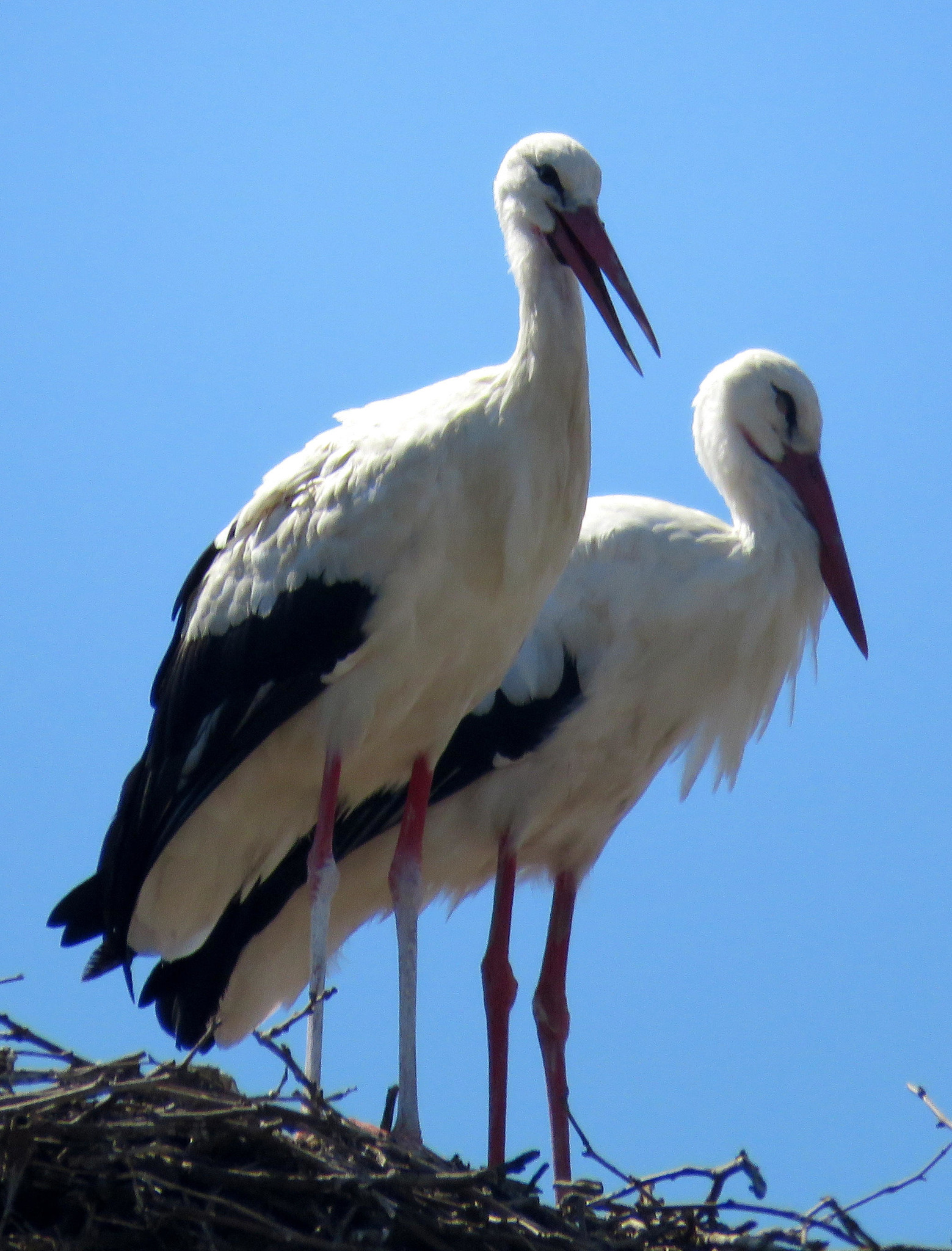 "Halt die Klappe!" "Jawohl!" - Leibnitz