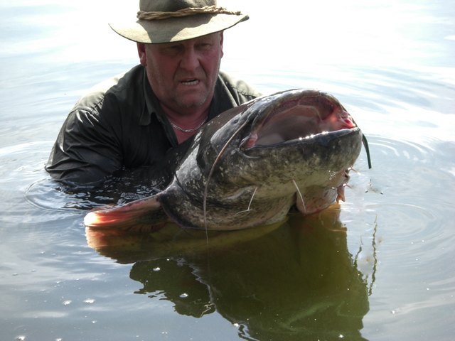 Monsterwels ging im Stausee Ottenstein ins Netz - Zwettl