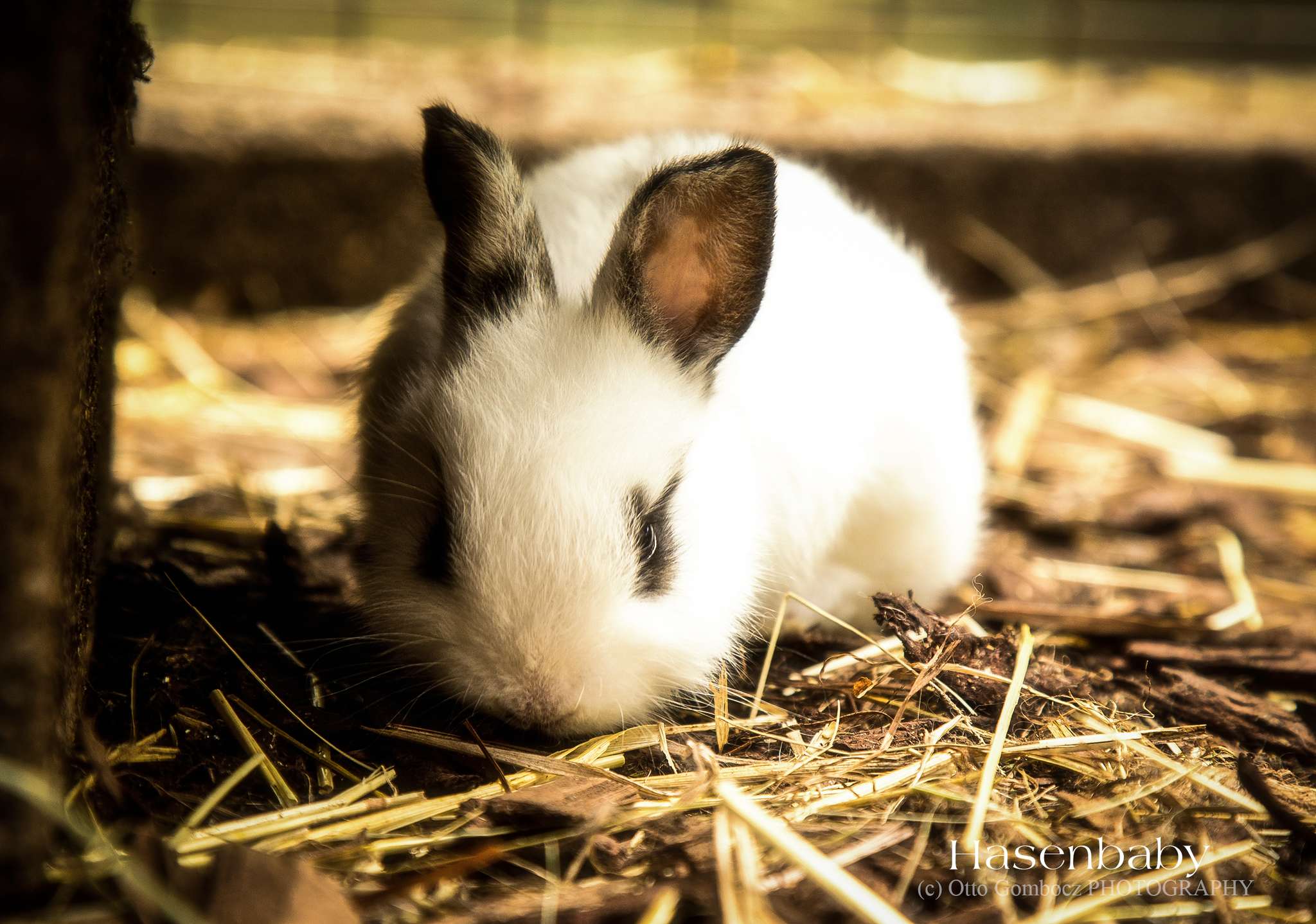 Schnappschuss vom Hasenbaby - Klagenfurt