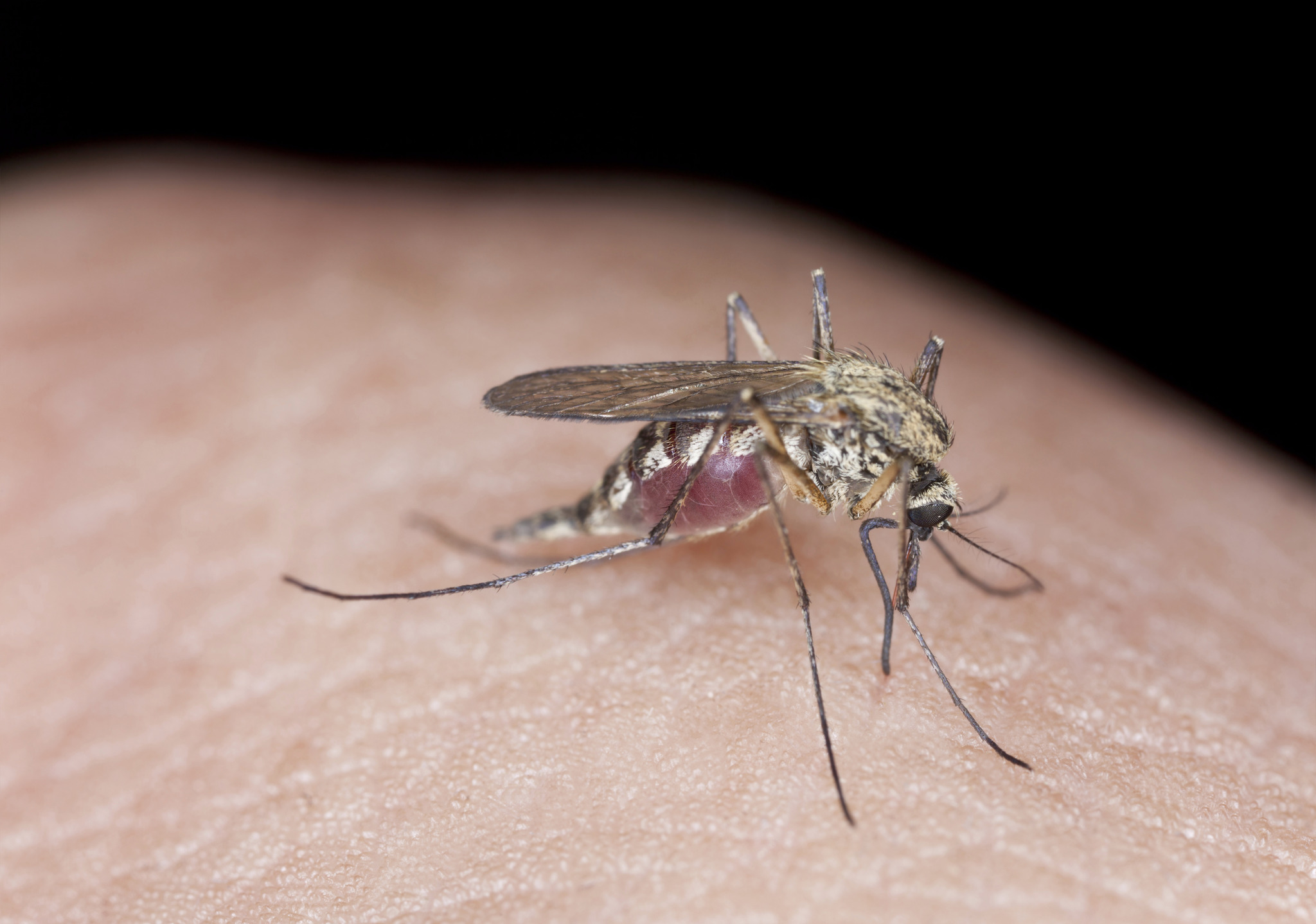 Gelsen: So kommen Sie stichfrei durch den Sommer - Amstetten