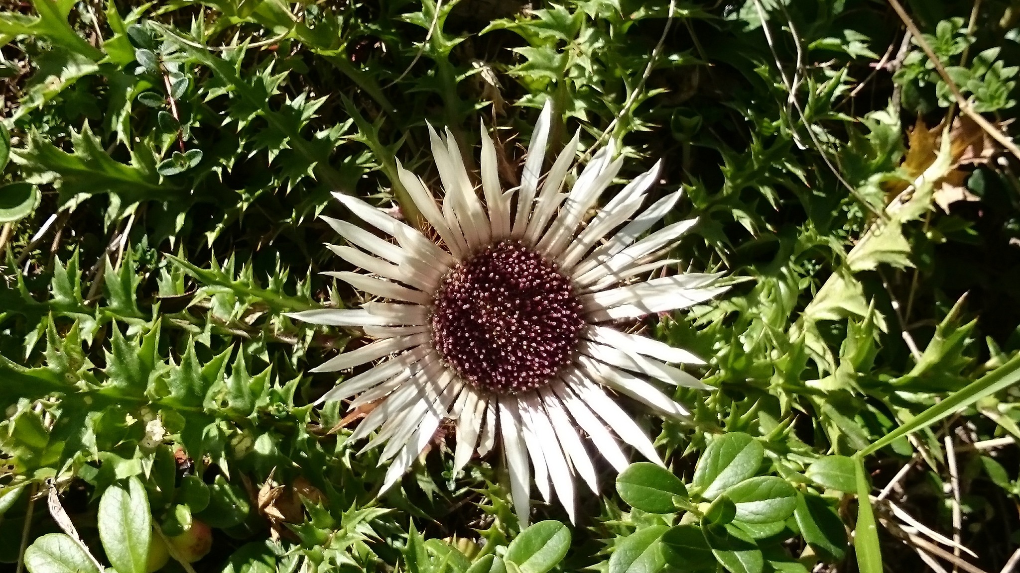 Die Silberdistel - Osttirol