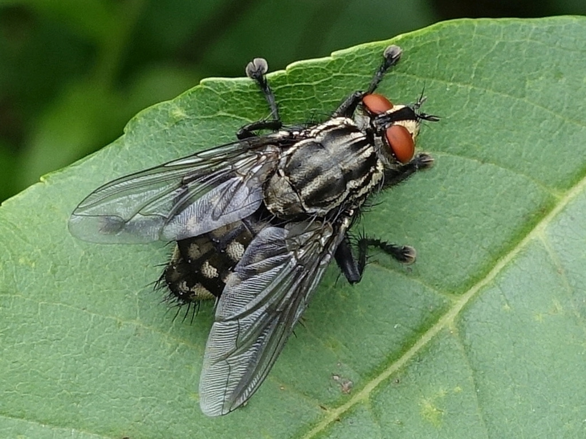 Auch eine lästige Fliege ist aus der Nähe betrachtet ein interessantes ...