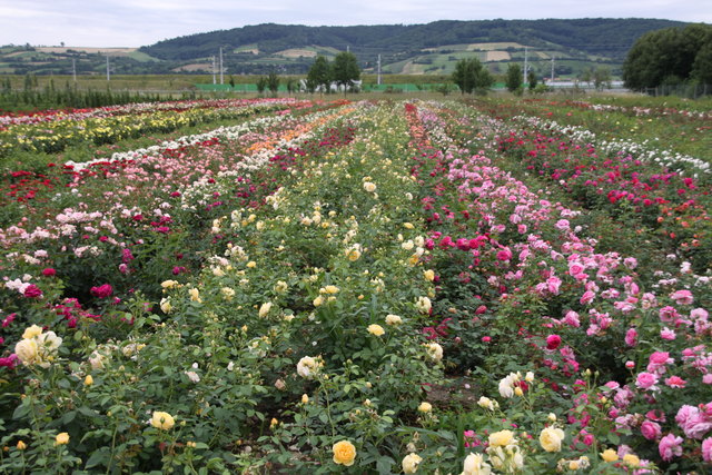 Praskac Pflanzenland auf der Gartenbaumesse Tulln - Tulln