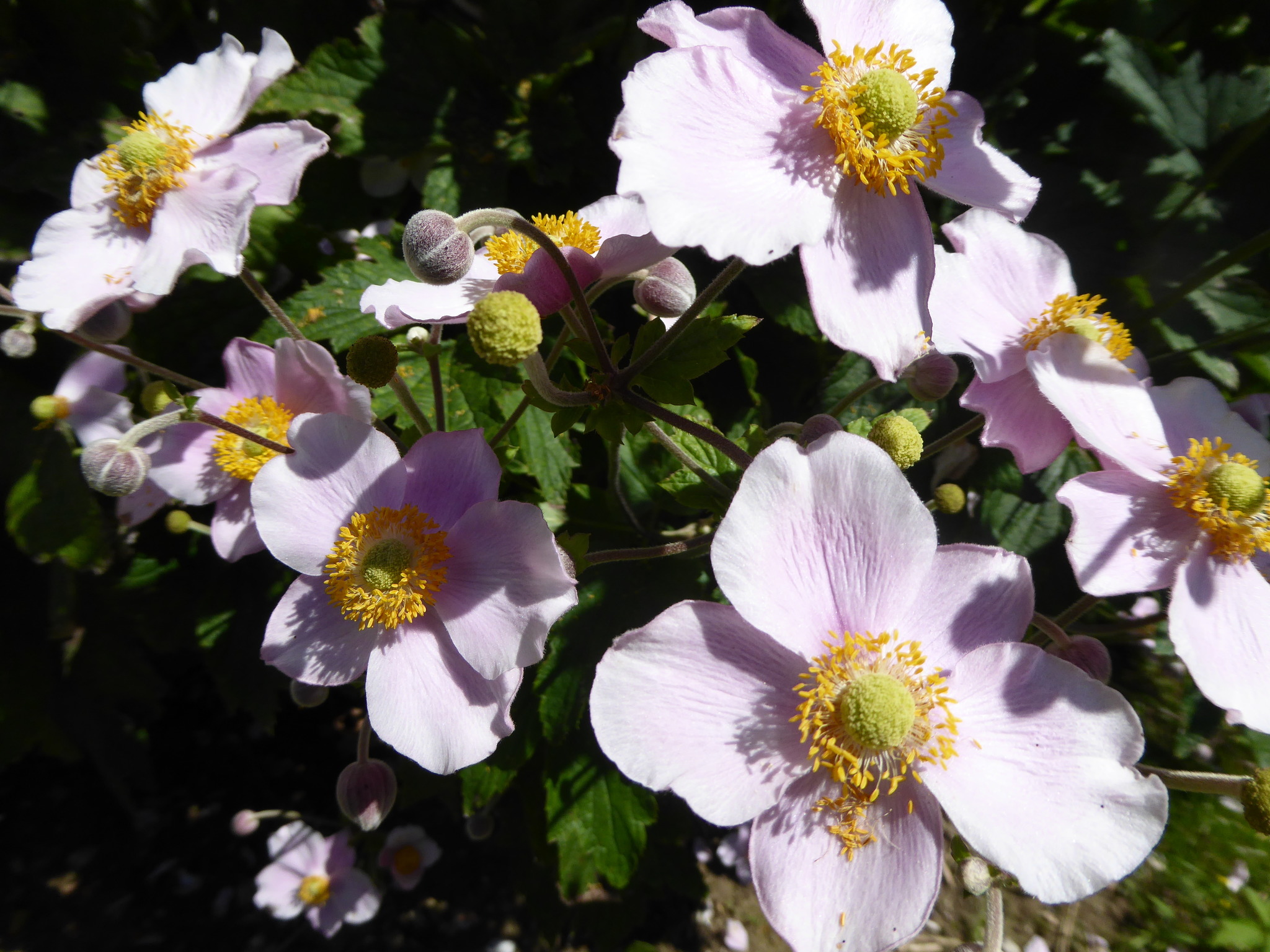 Ein zarter Blütenstrauch - Spittal