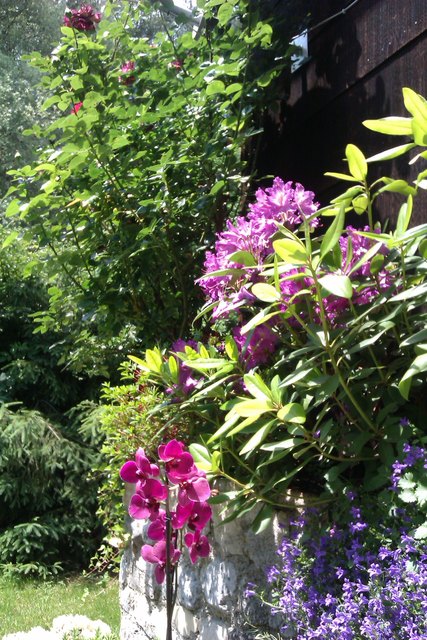 Blaue Hortensie ... von Rainer Maria Rilke - Villach