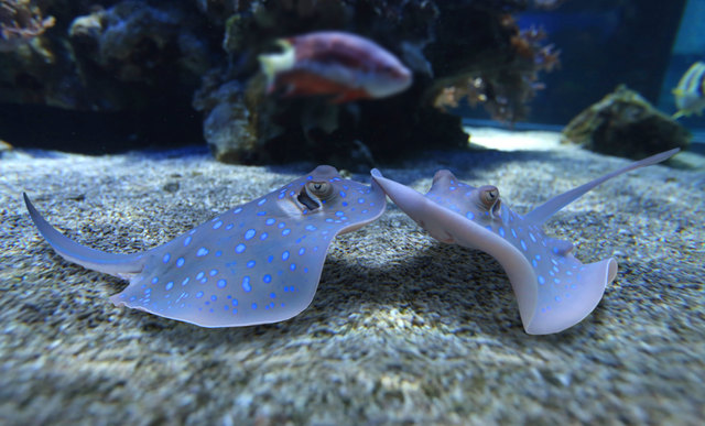 Baby-Blaupunkt-Rochen sind ab sofort wieder zu sehen - Salzburg-Stadt