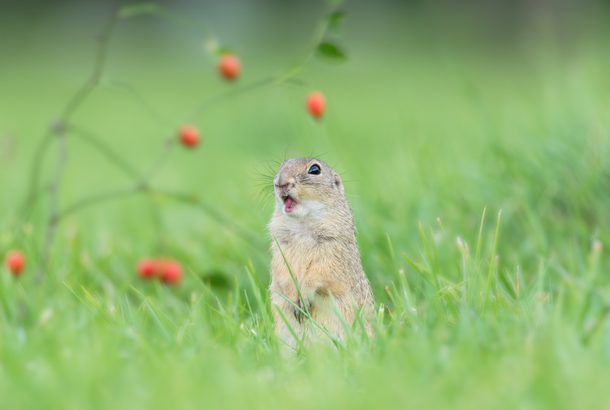 europäischer Ziesel - Salzburg-Stadt