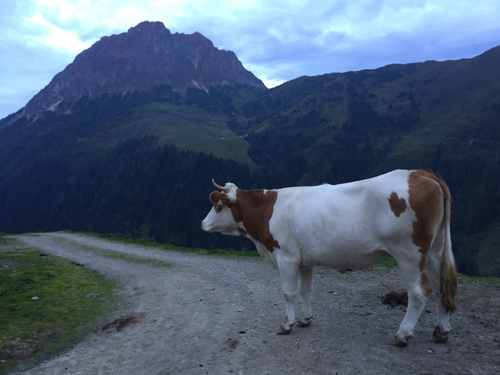 Rindvieh mit Herz - Kitzbühel