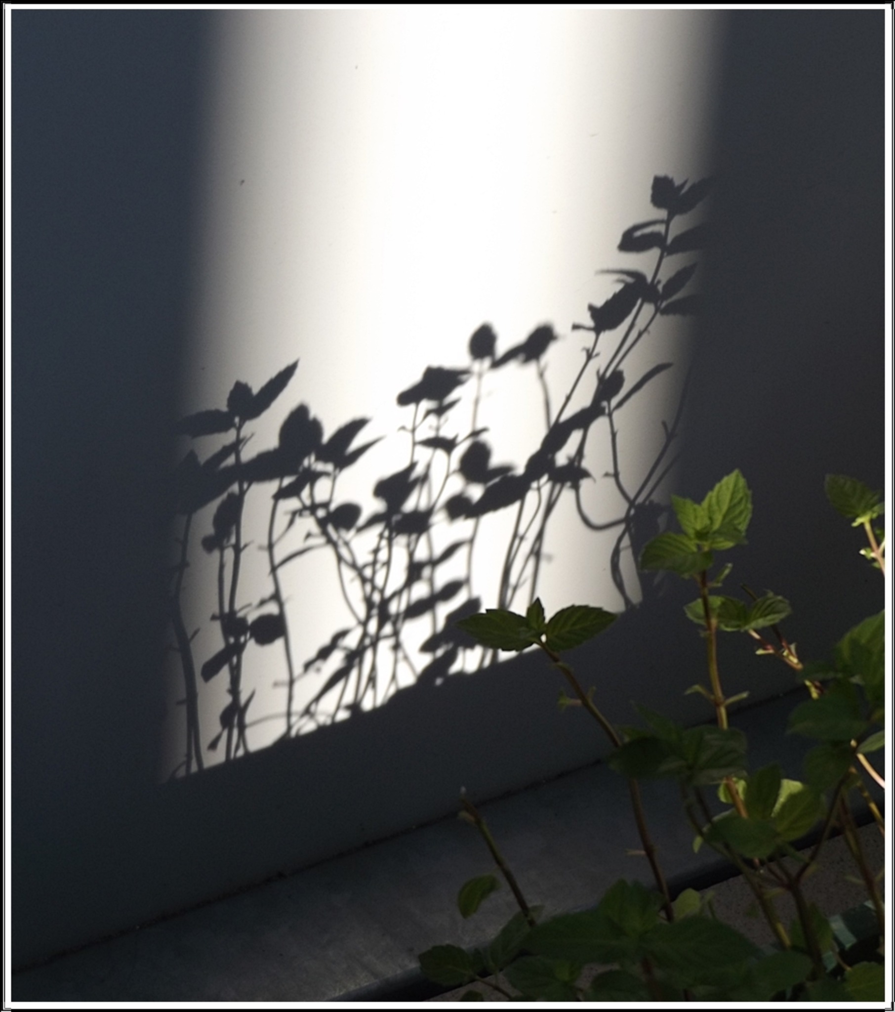 Schattenbild - St. Veit