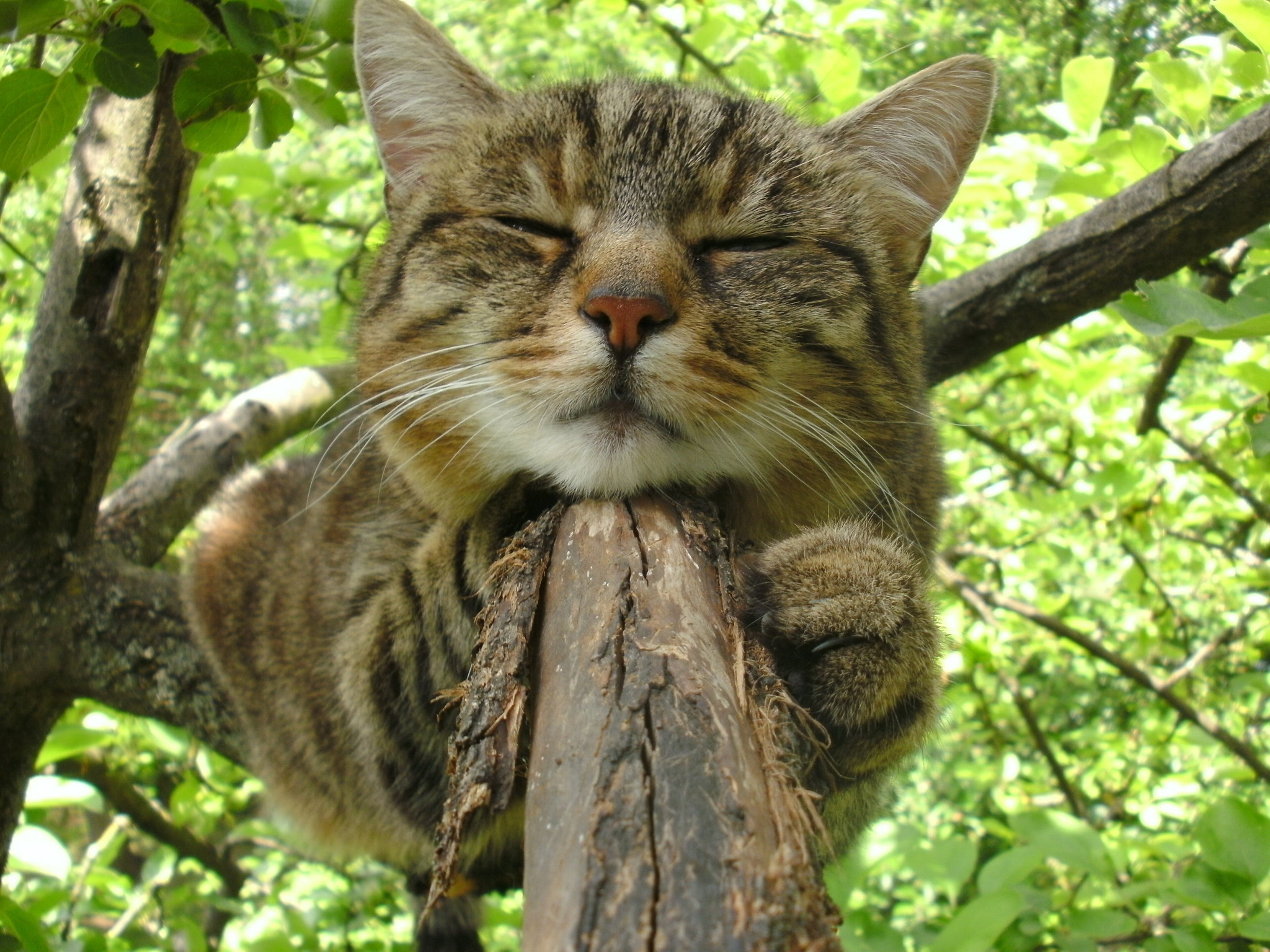 "Alles, was atmet, lobe den Herrn!" - Segen für alle Tiere - Linz