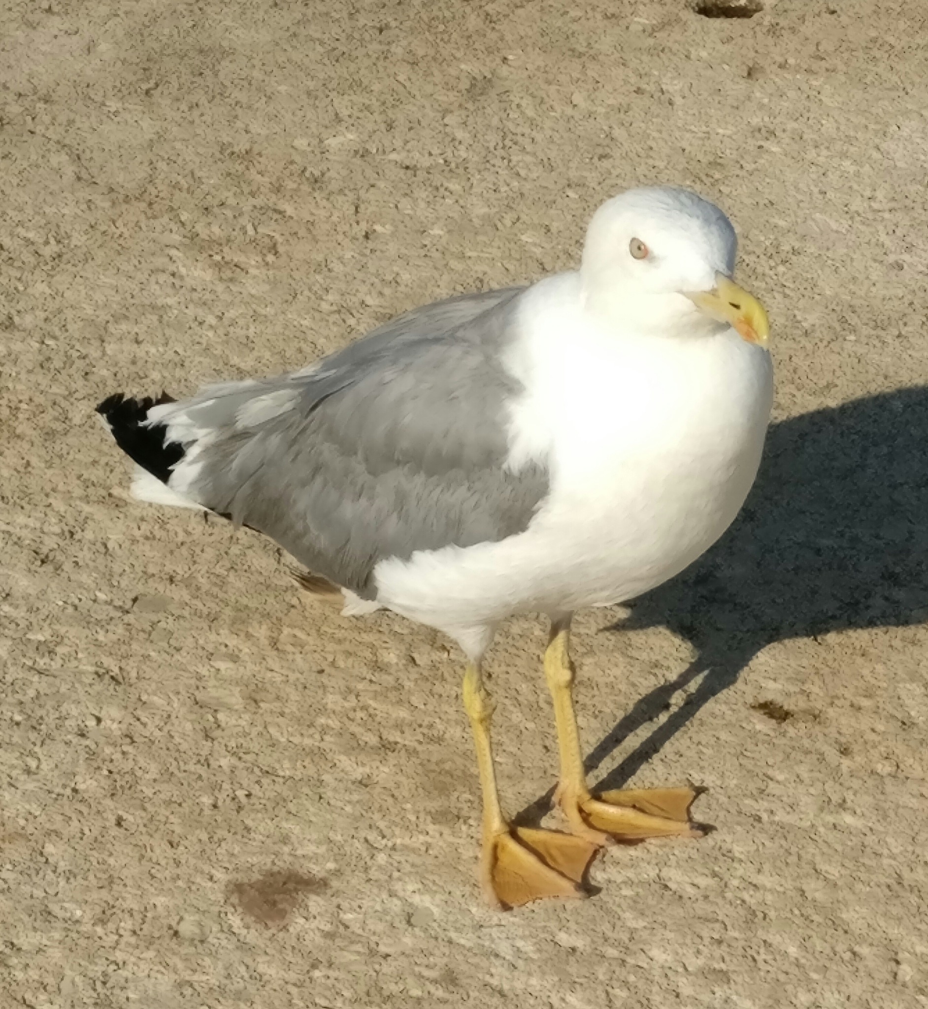 Hallo erstmal - Kitzbühel
