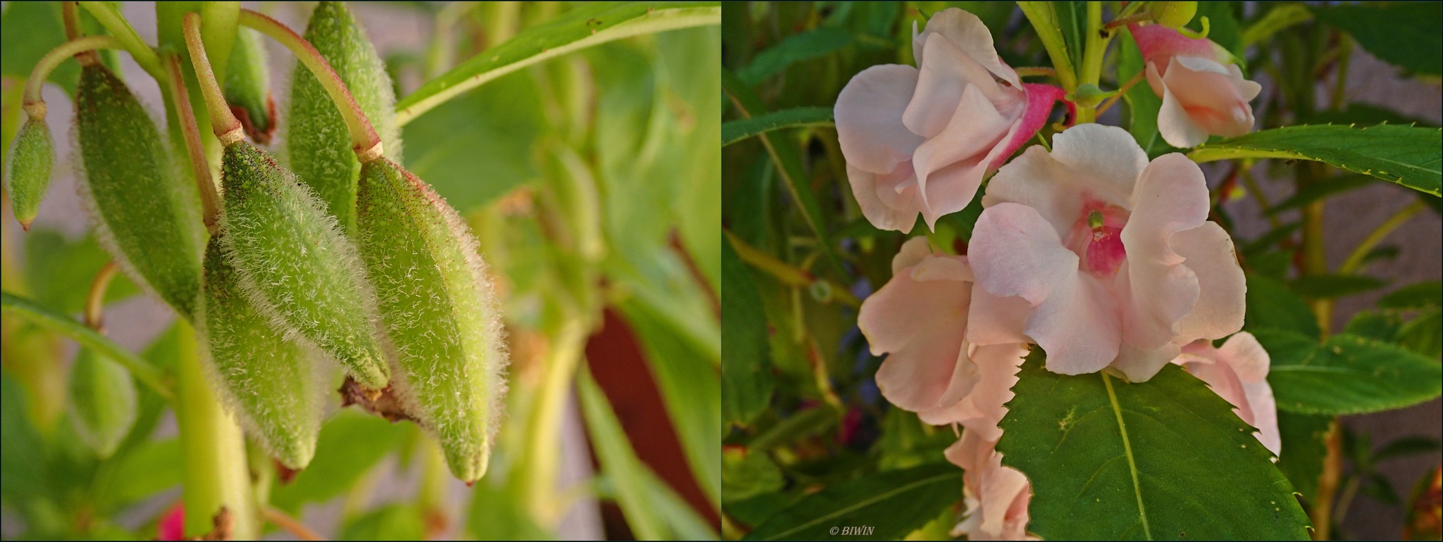 Balsamine - Samen und Blüte - Krems
