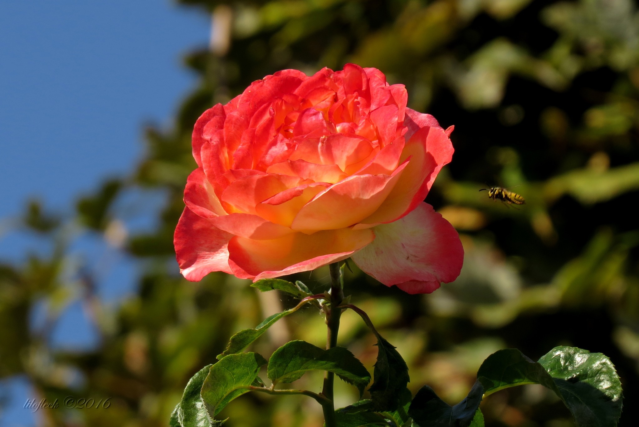 Hat sich beeilt, um noch aufs Foto zu kommen - Innere Stadt