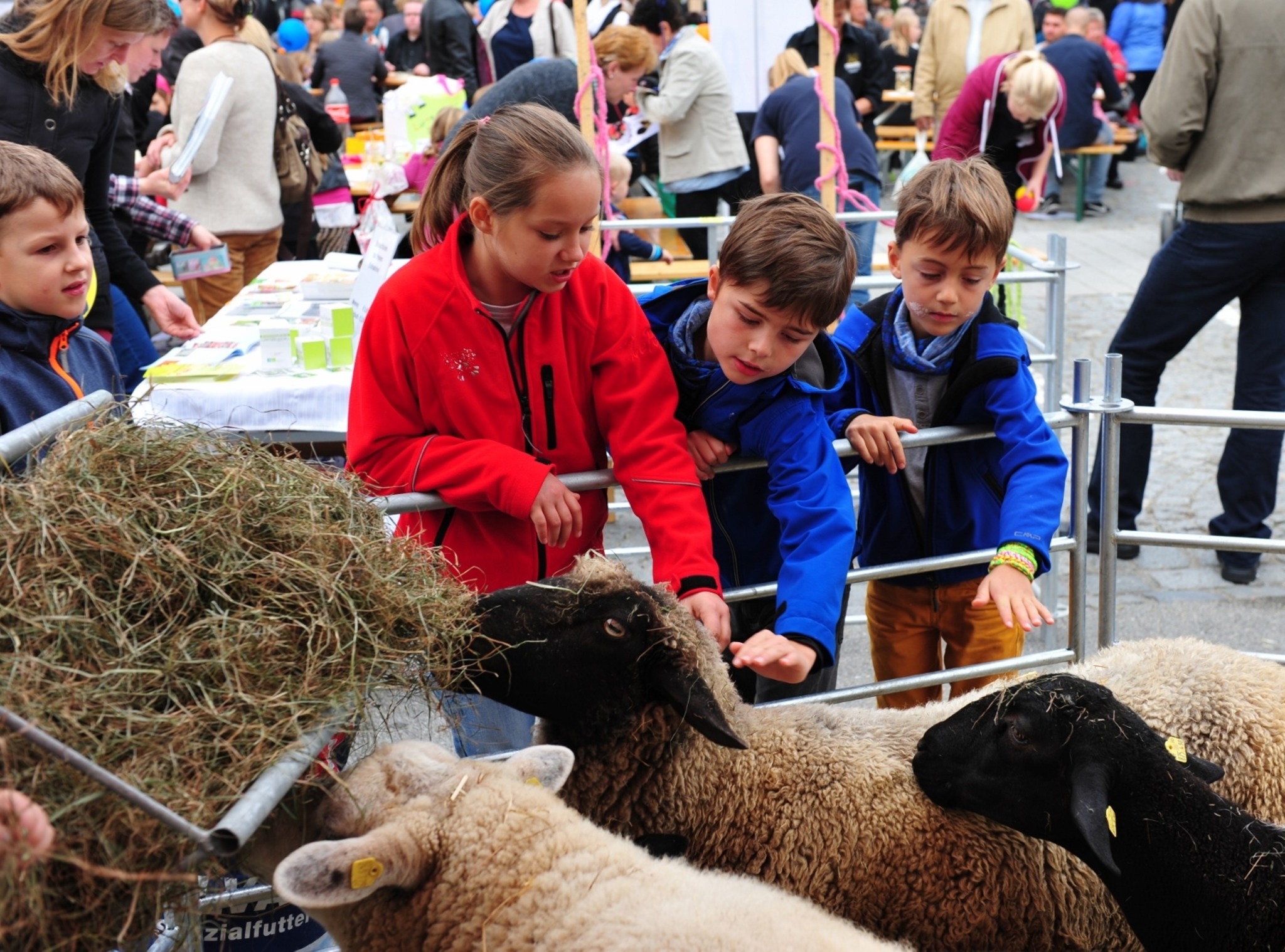 Meckern erlaubt: Schaf- und Ziegenfest in Schärding - Schärding