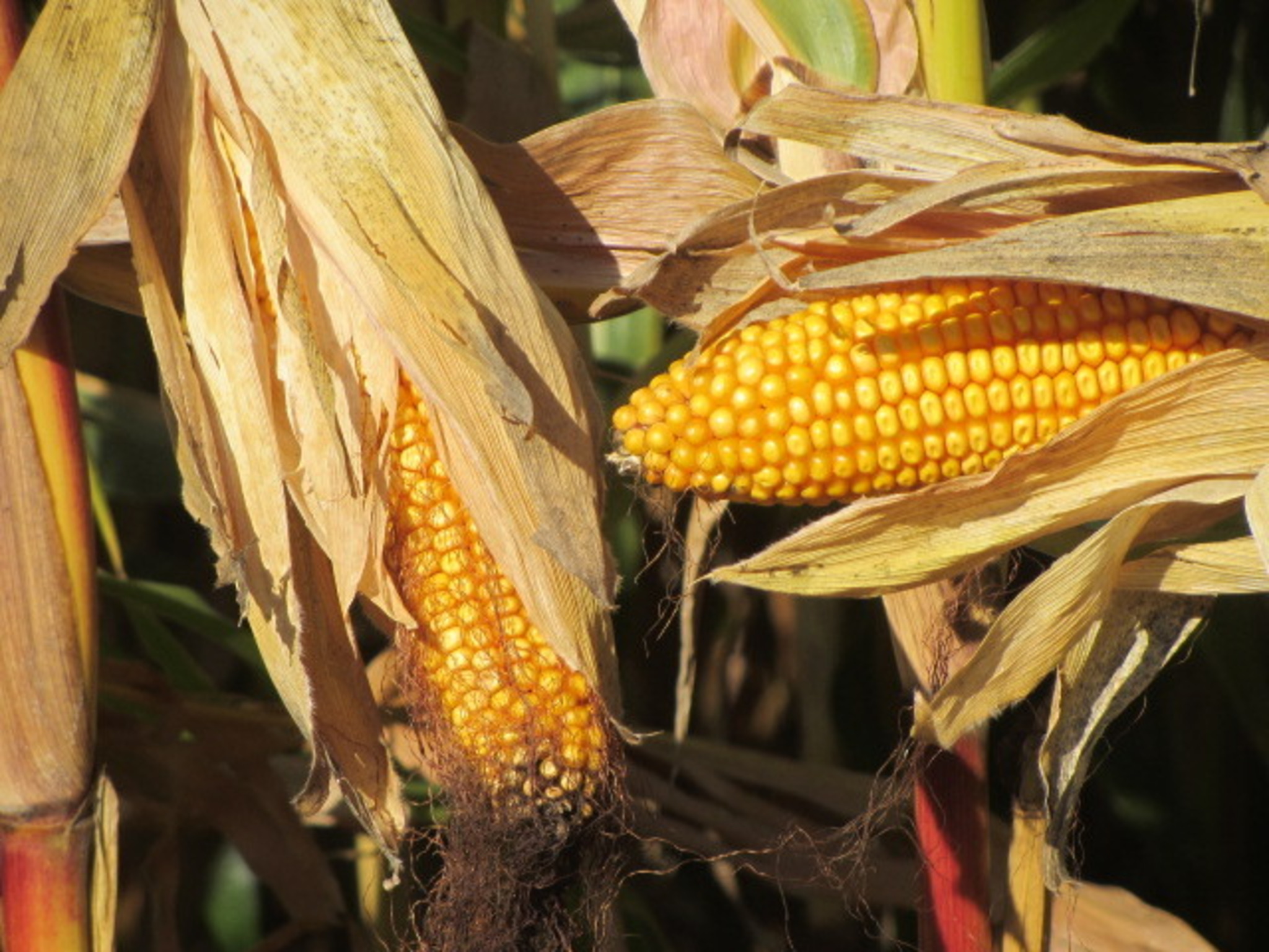 Der Kukuruz ist bereit für die Ernte - Lavanttal