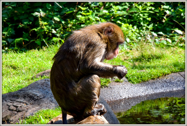 Affenberg Landskron - Villach