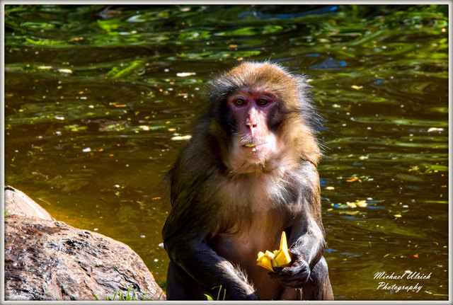 Affenberg Landskron - Villach