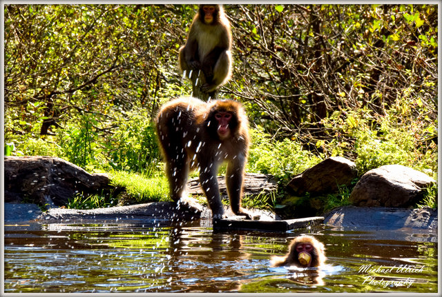 Affenberg Landskron - Villach