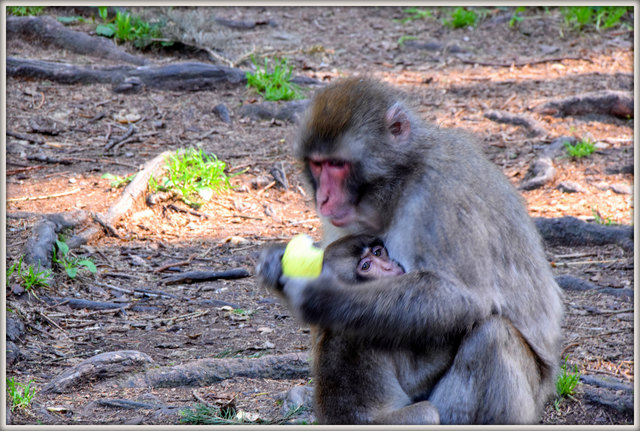 Affenberg Landskron - Villach