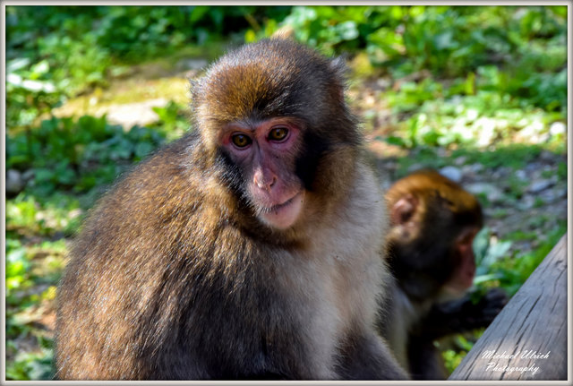 Affenberg Landskron - Villach