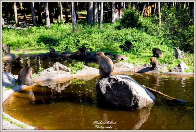 Affenberg Landskron - Villach