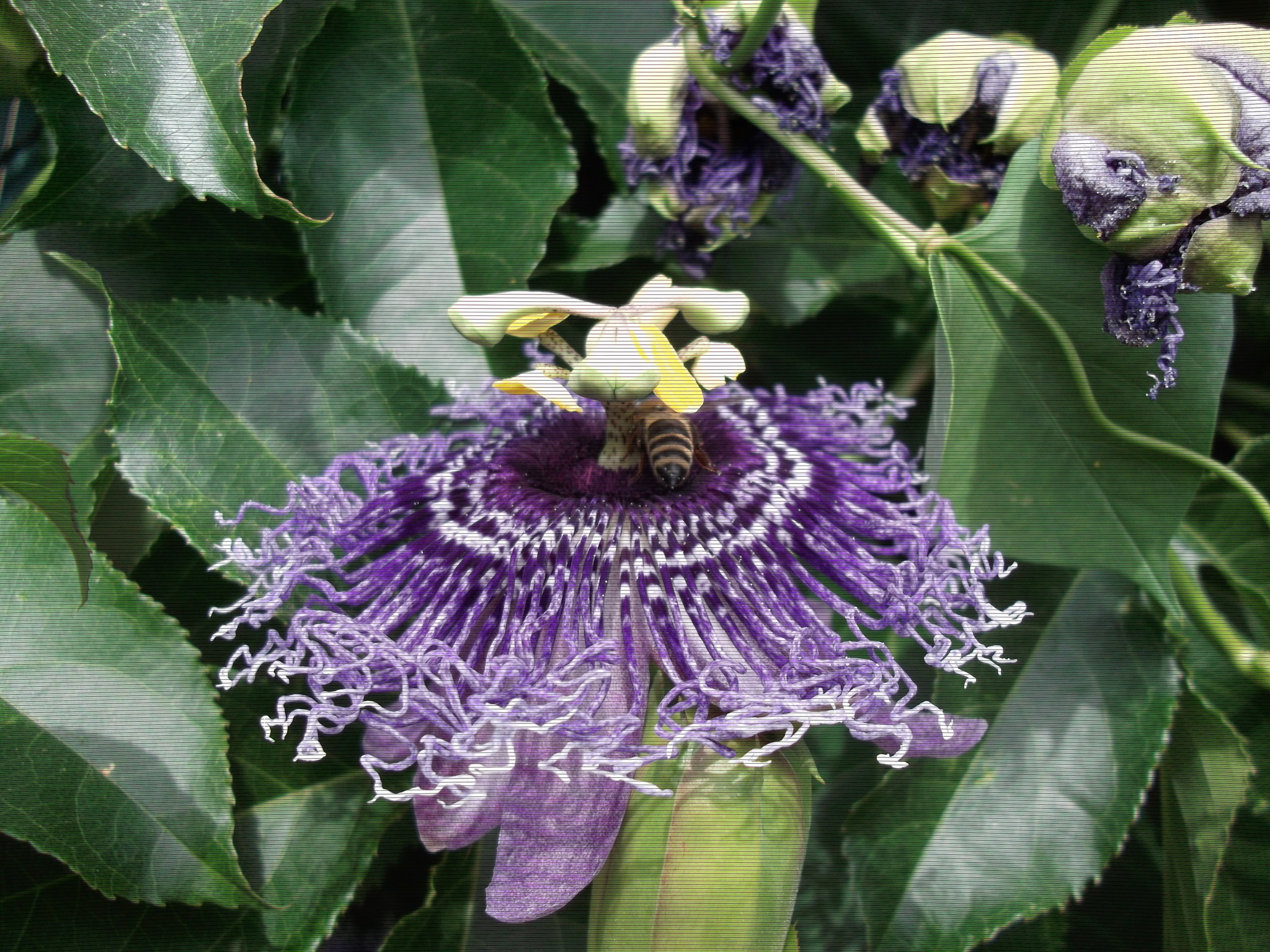 Festessen zu Herbstbeginn - Margareten