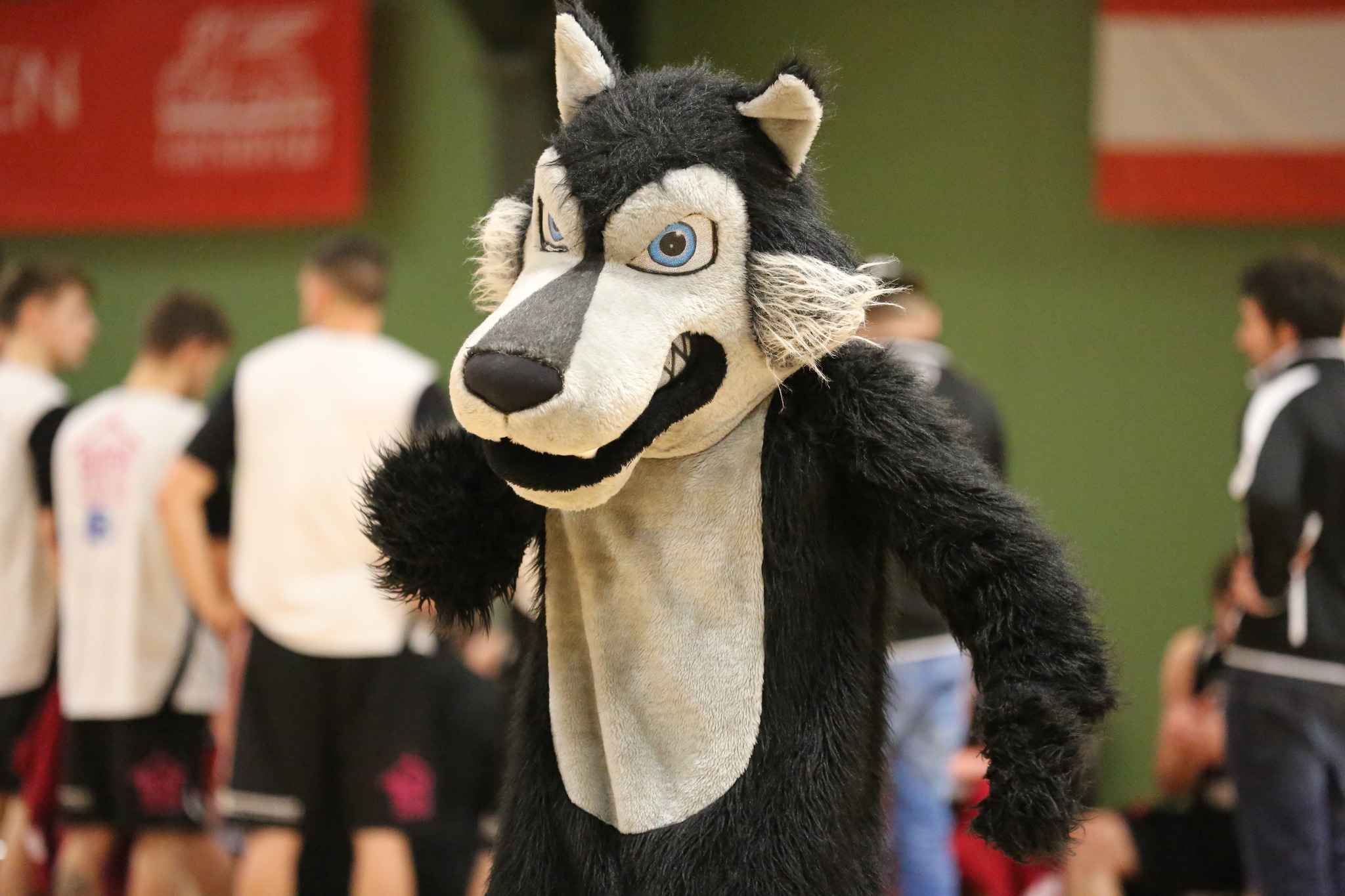 Die Wölfe heulen wieder im Wolves Dome - Donaustadt