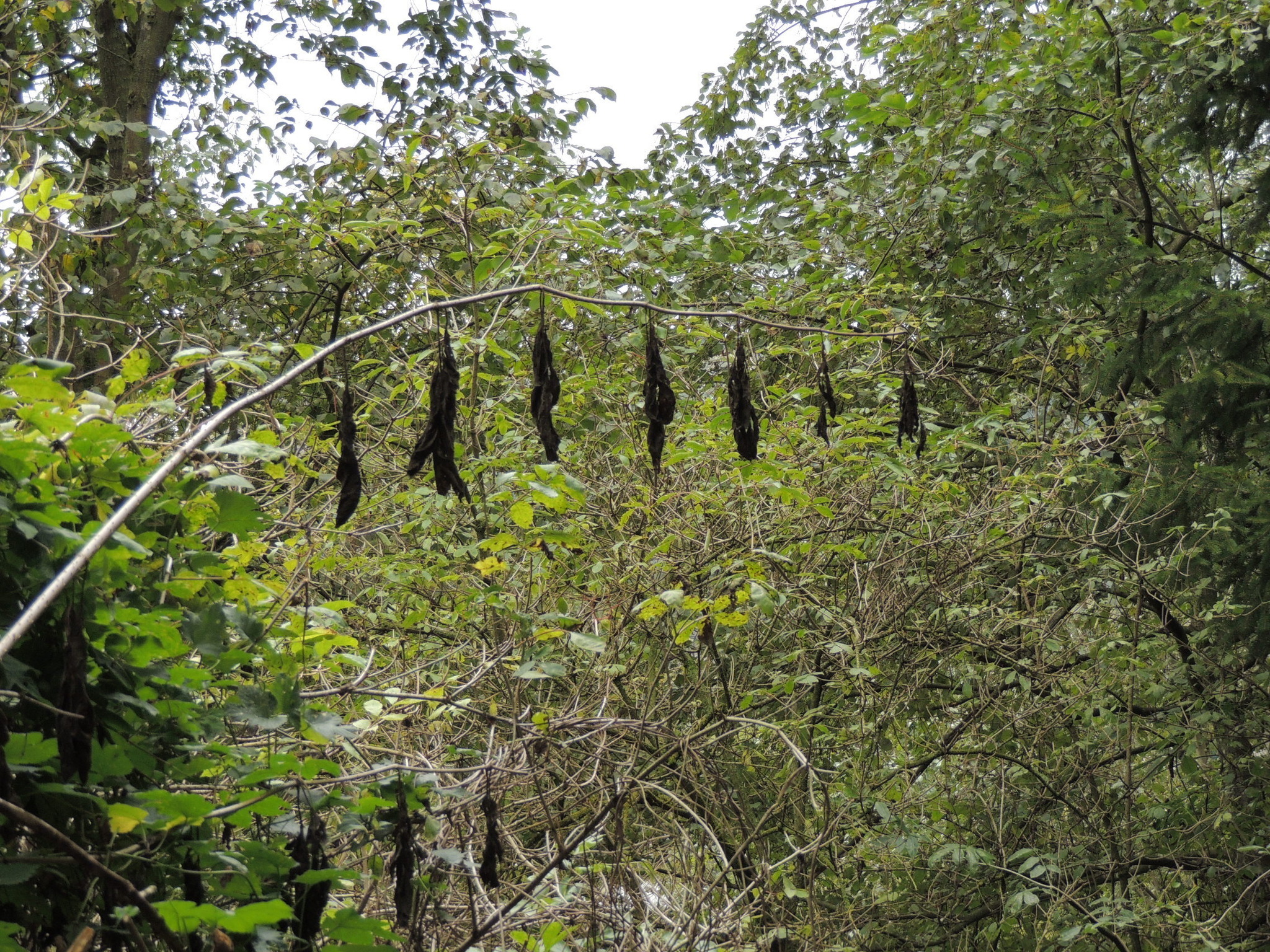am Galgen gehängt - Horn