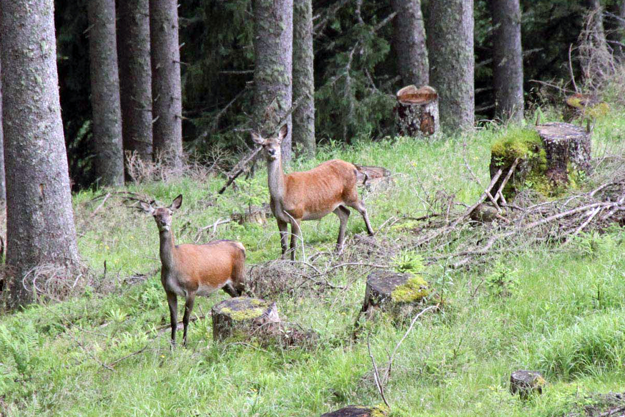 Achtung Wildwechsel! - Salzburg-Stadt