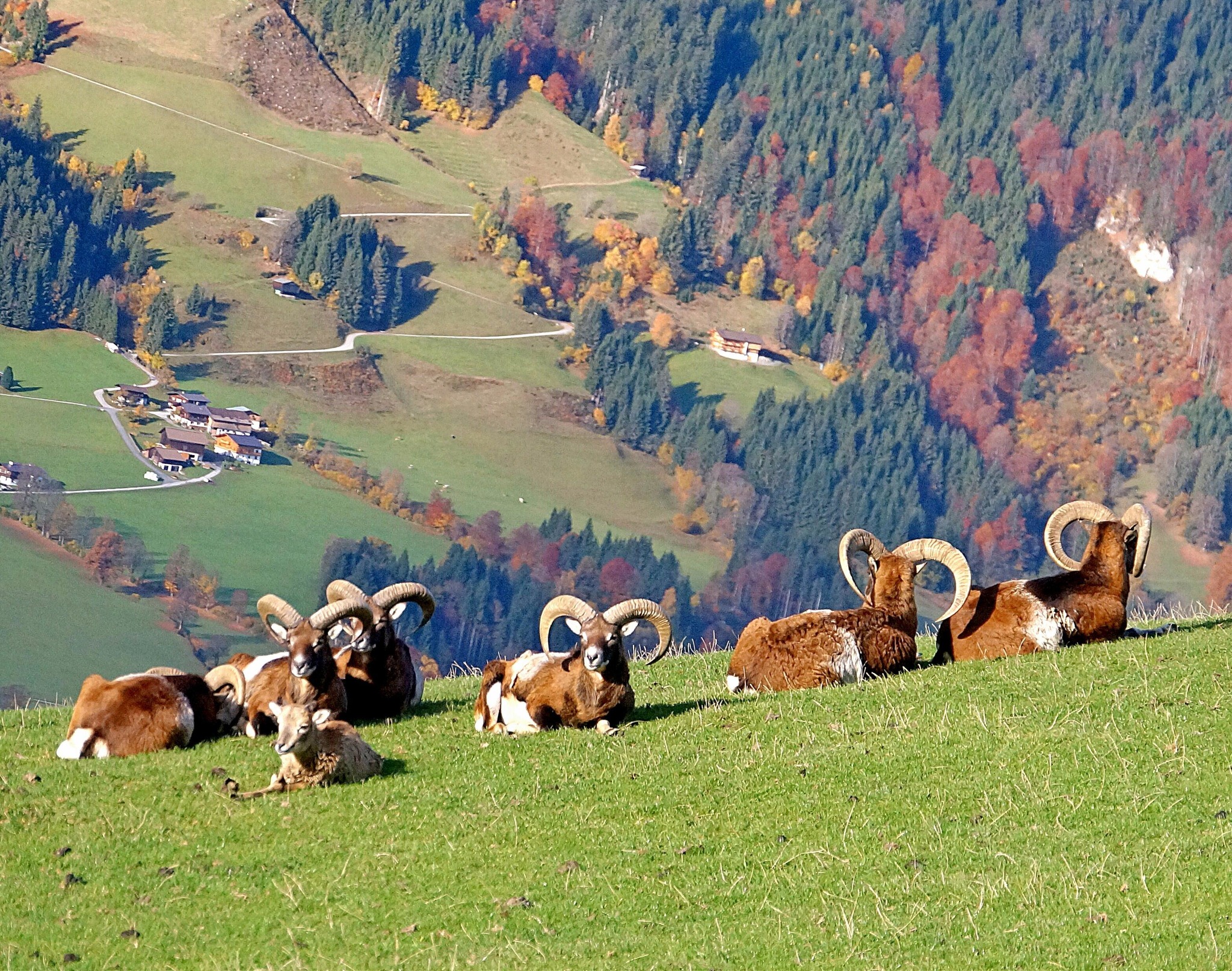 "Muffelwild" ... - Kufstein