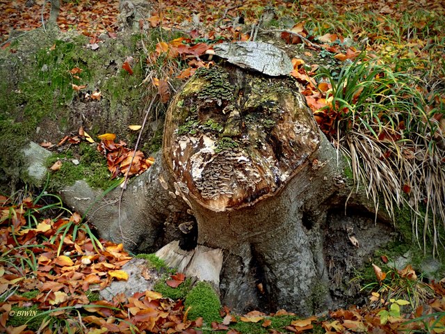 Waldschrat - Krems