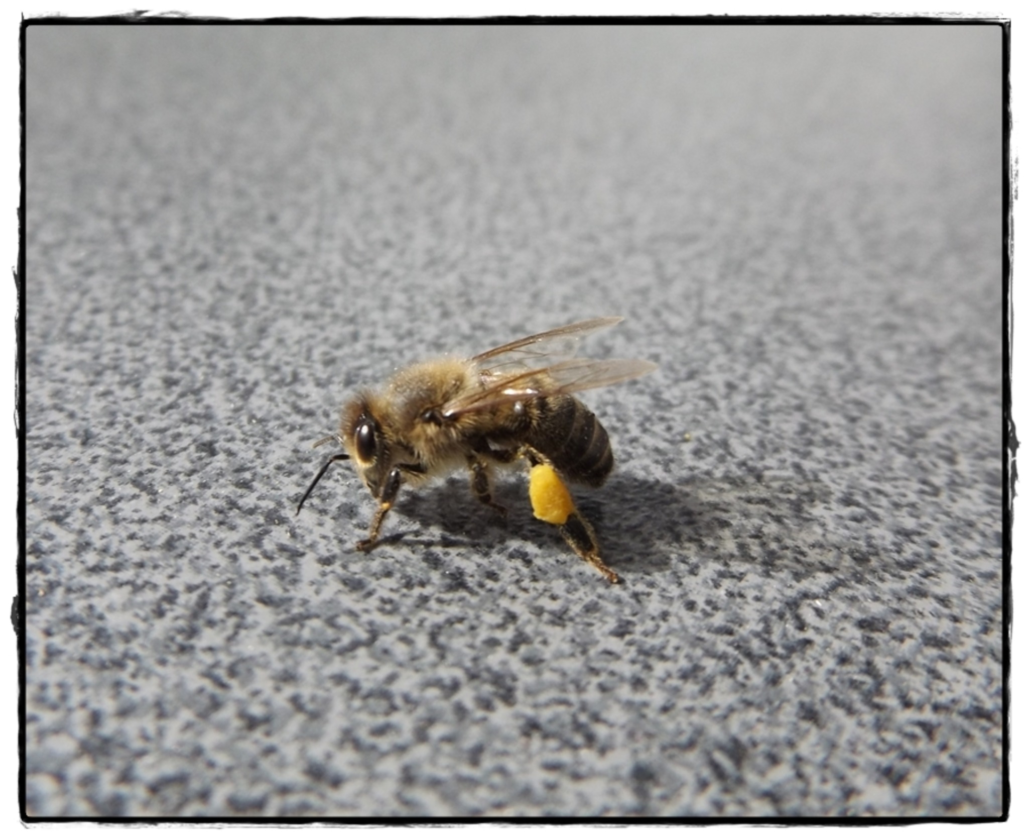 Besuch von BIENE MAJA 2 - St. Veit