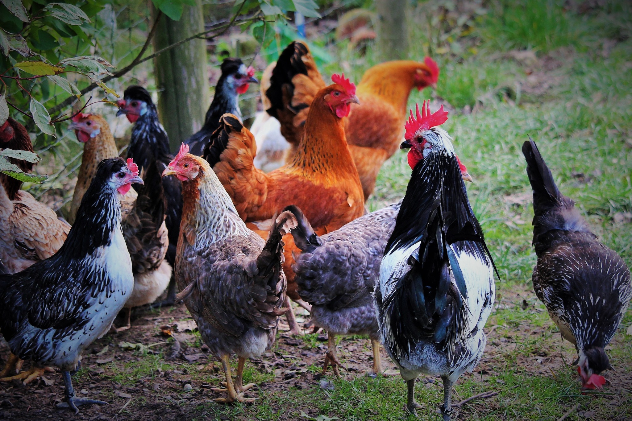Ein glücklicher Hahn mit seinen Hennen - Amstetten