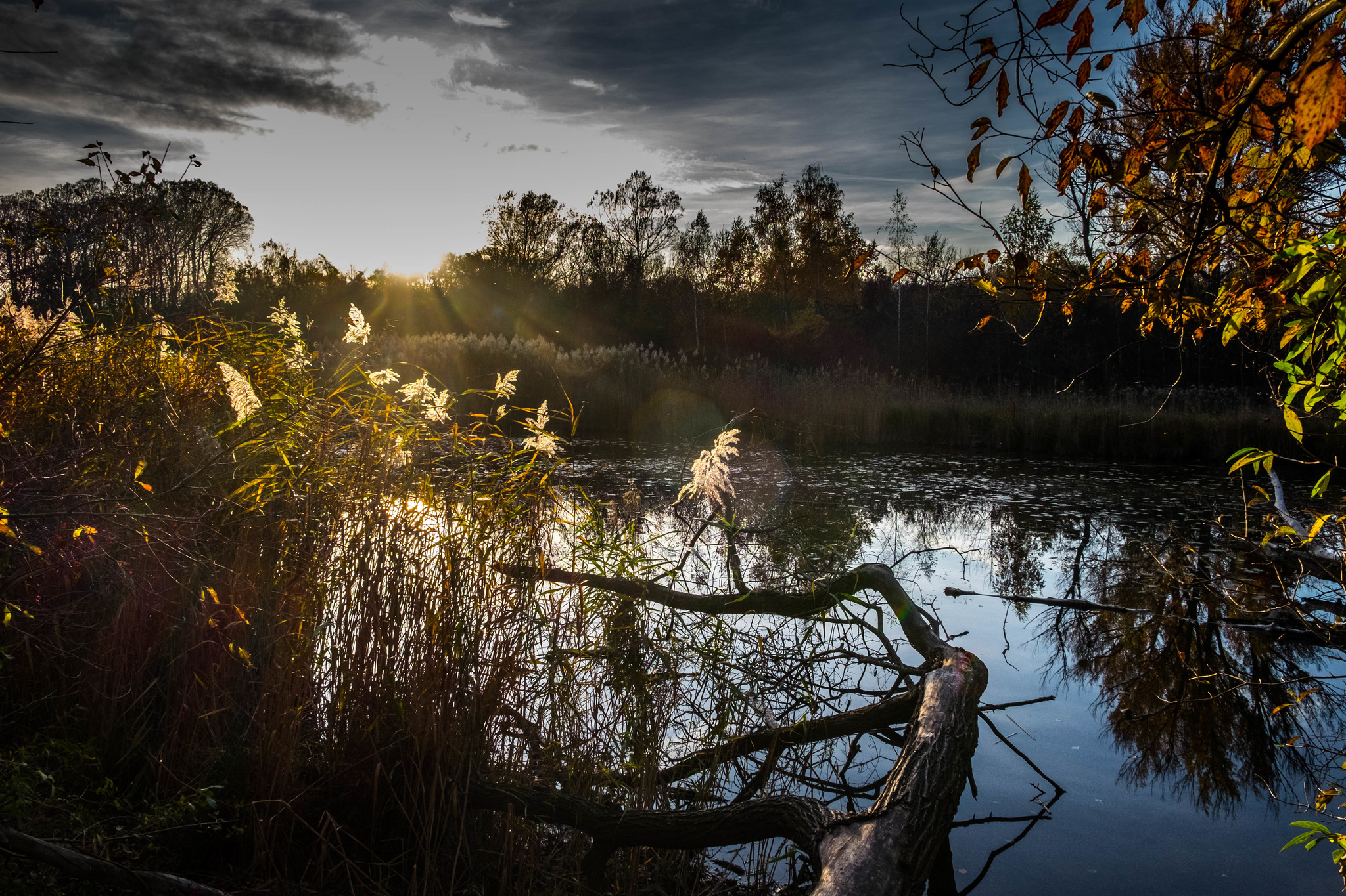 Herbststimmung in der Lobau bei der Panozzalacke - Donaustadt