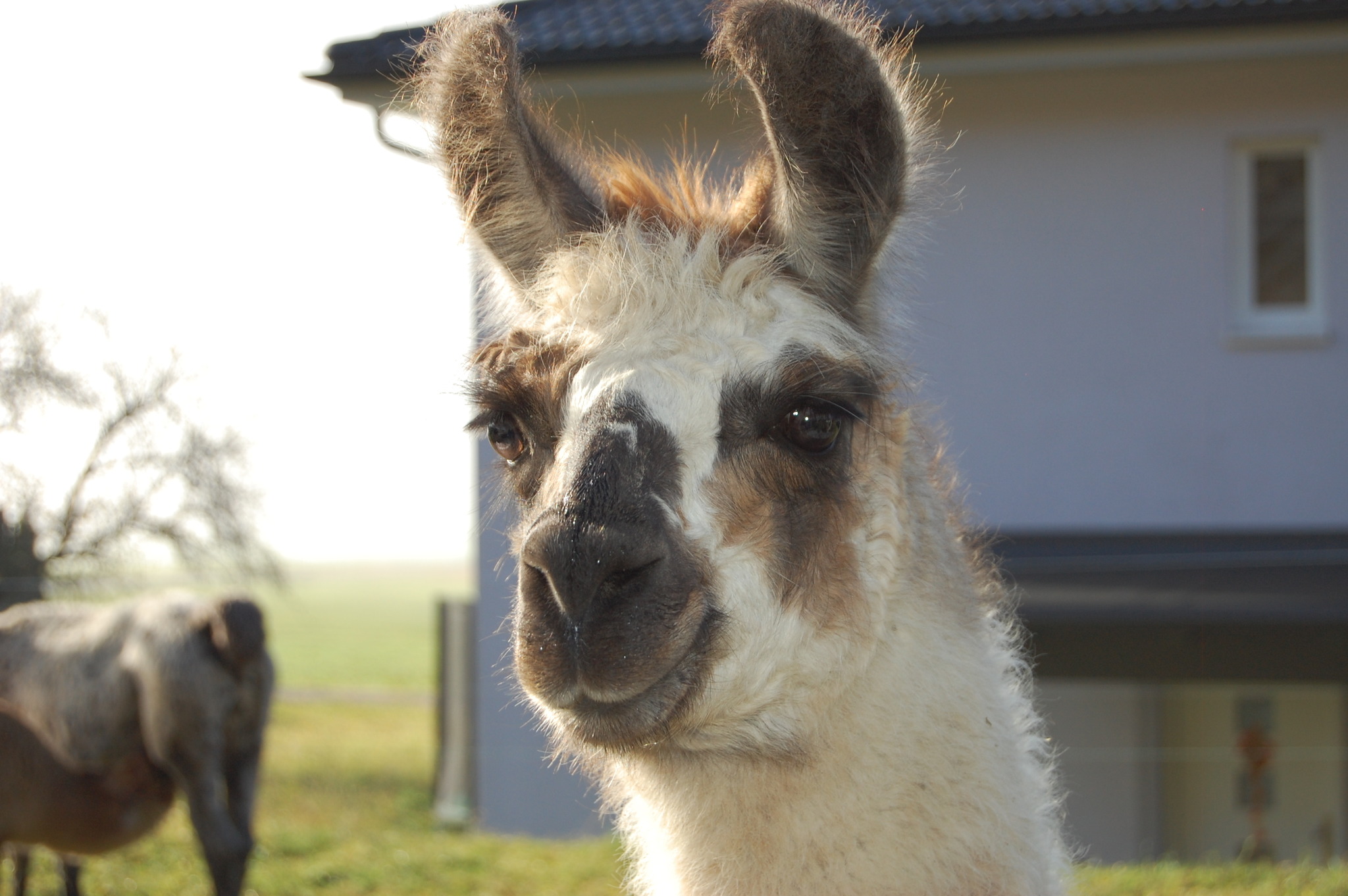 Wooly Lamas am Lurnfeld - Spittal