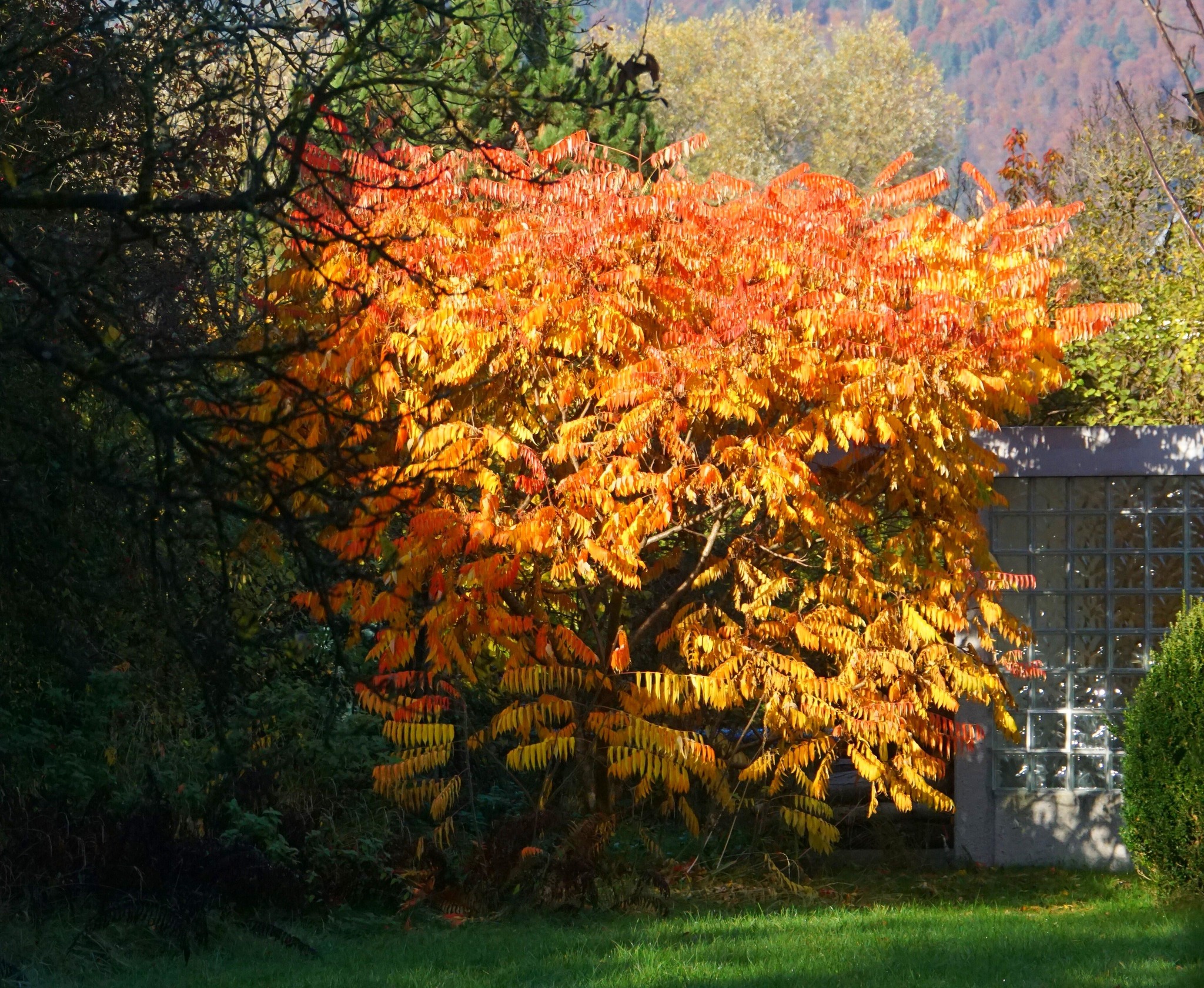 leuchtender Strauch - Kufstein