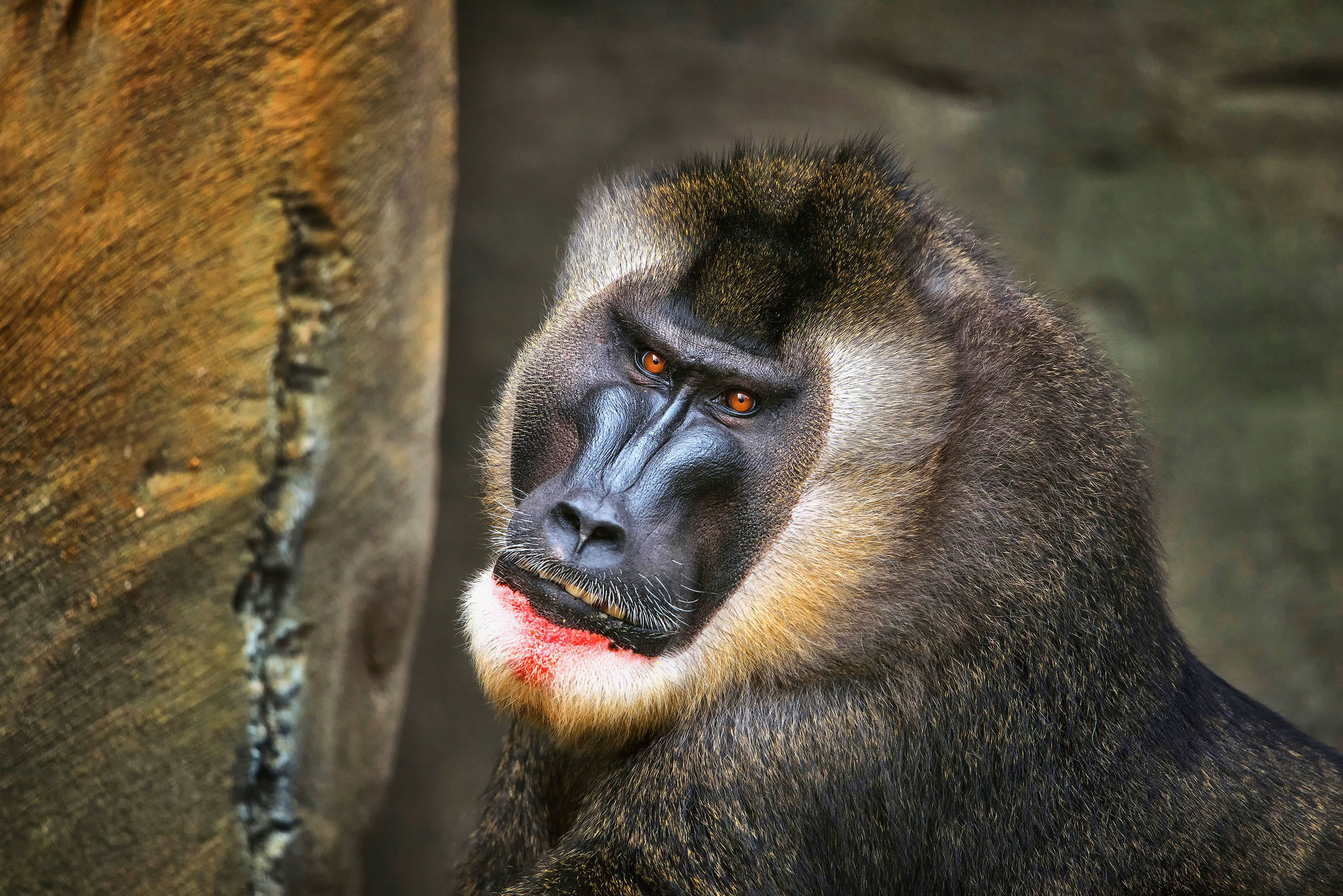 Drill (Mandrillus leucophaeus) - Kufstein
