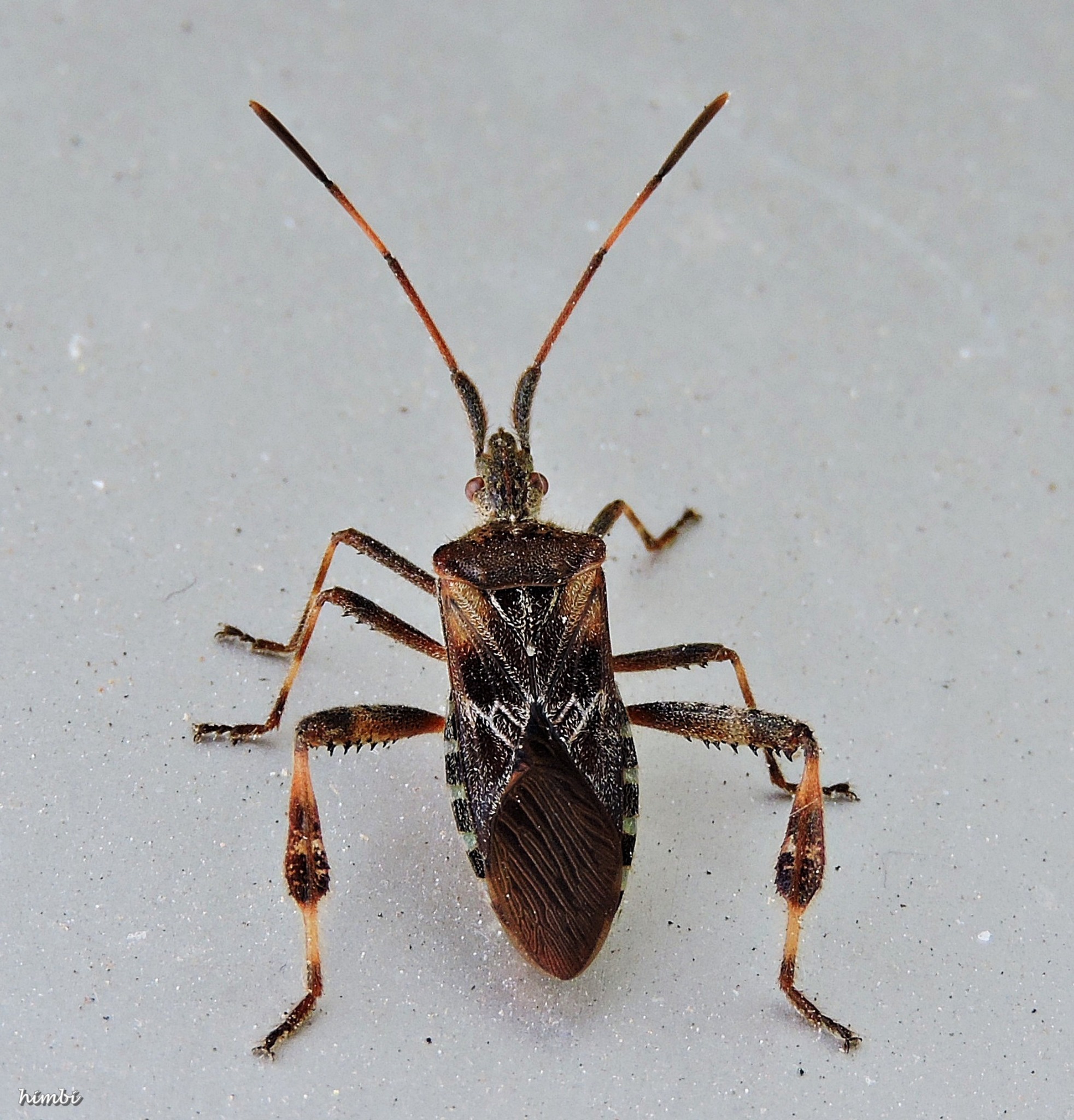 Ein Wunder der Natur, diese kleine Wanze! - Schwechat