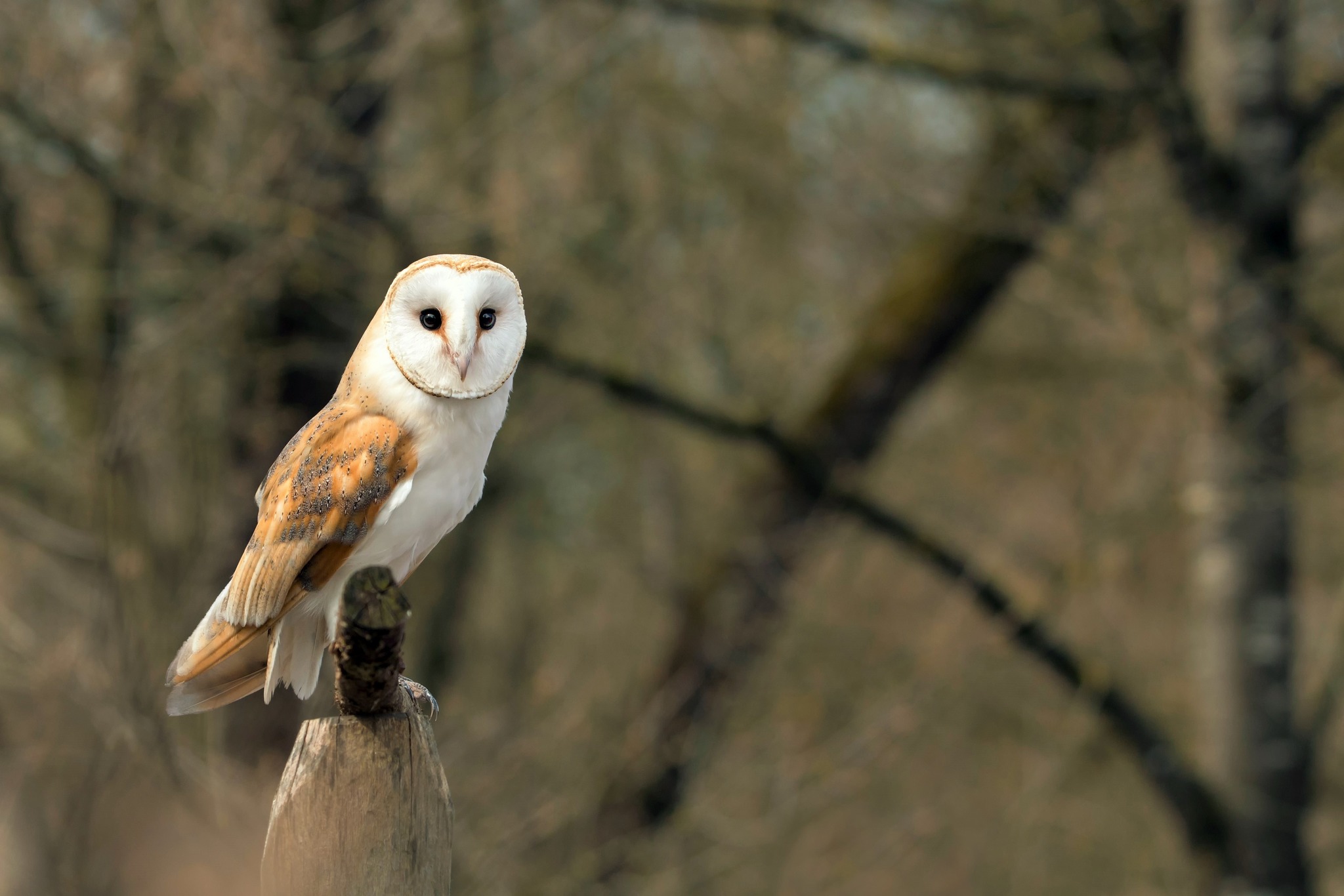 Die Schleiereule (Tyto alba) - Kufstein