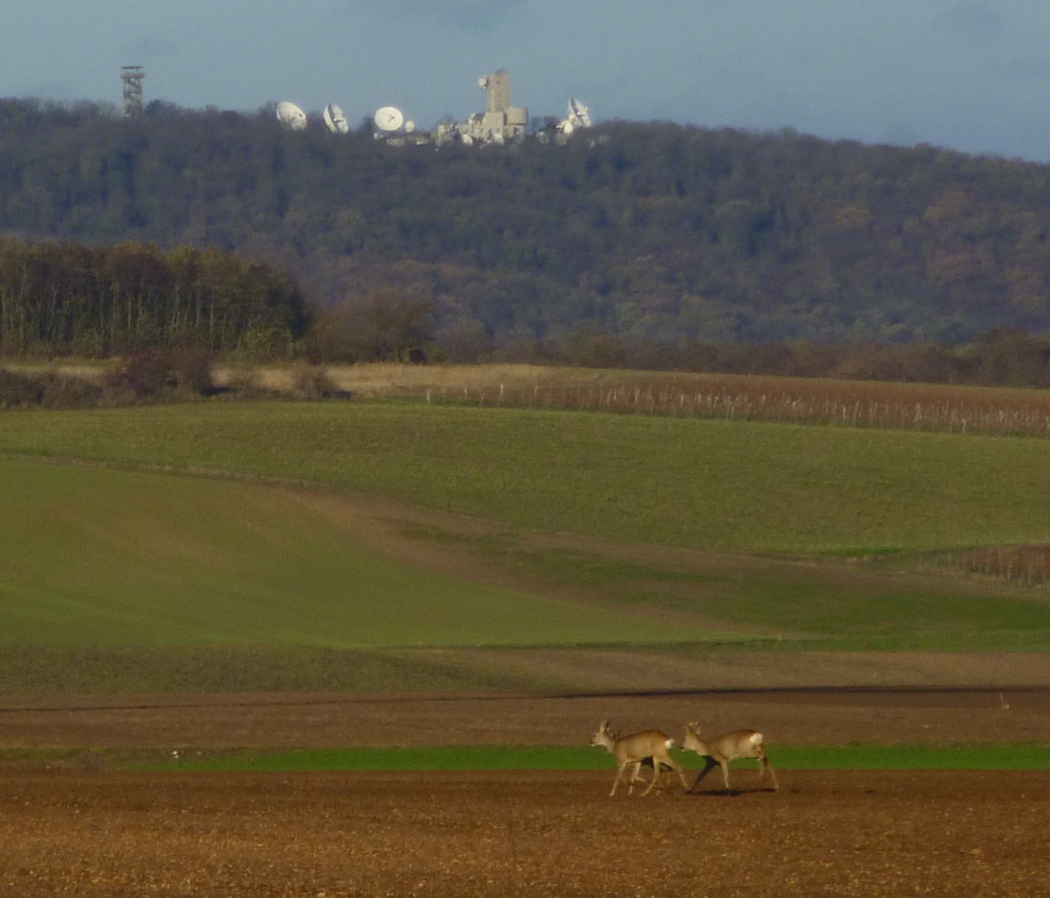 Herbststimmung in der Umgebung von Prellenkirchen - Bruck an der Leitha