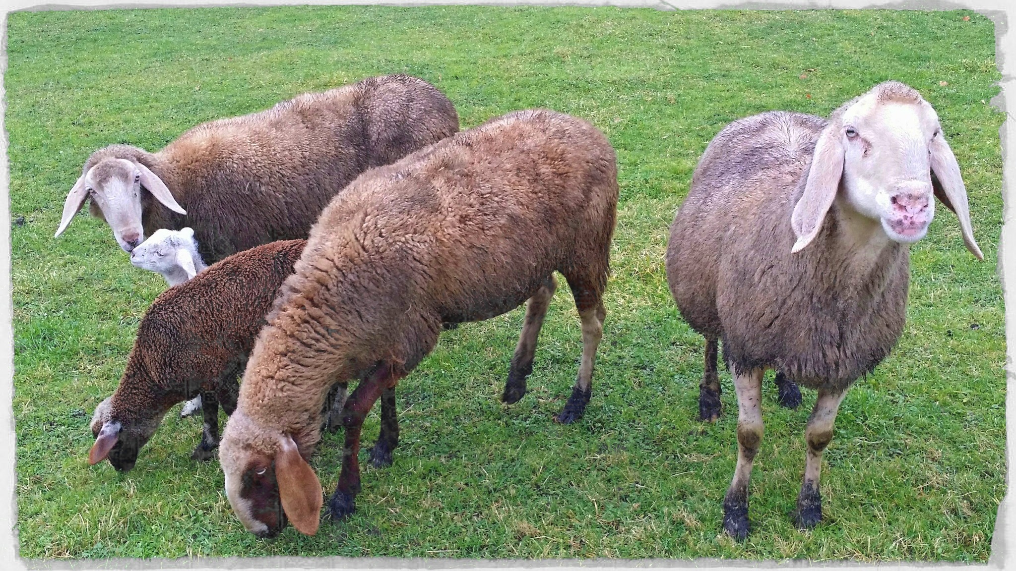 Schäfchen zählen ... ;-) - Salzburg-Stadt